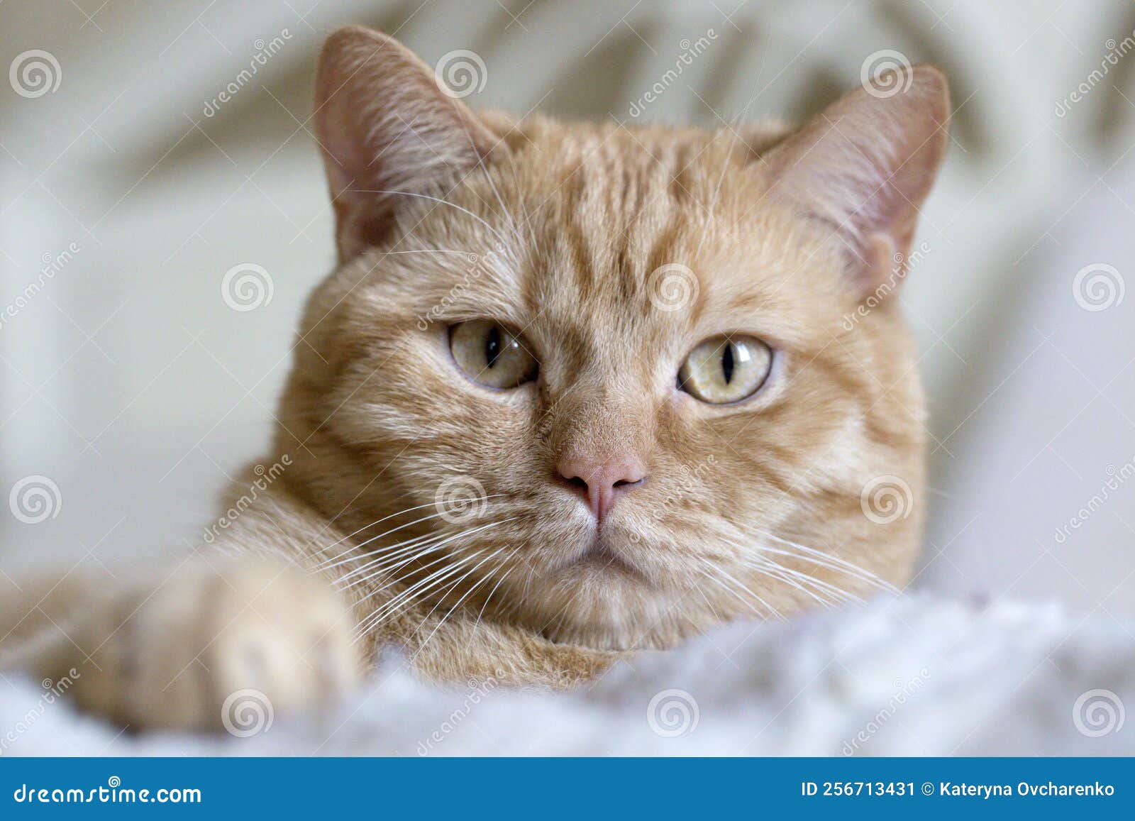 Portrait of Red Cat. Cute Red Cat Stock Image - Image of portrait ...