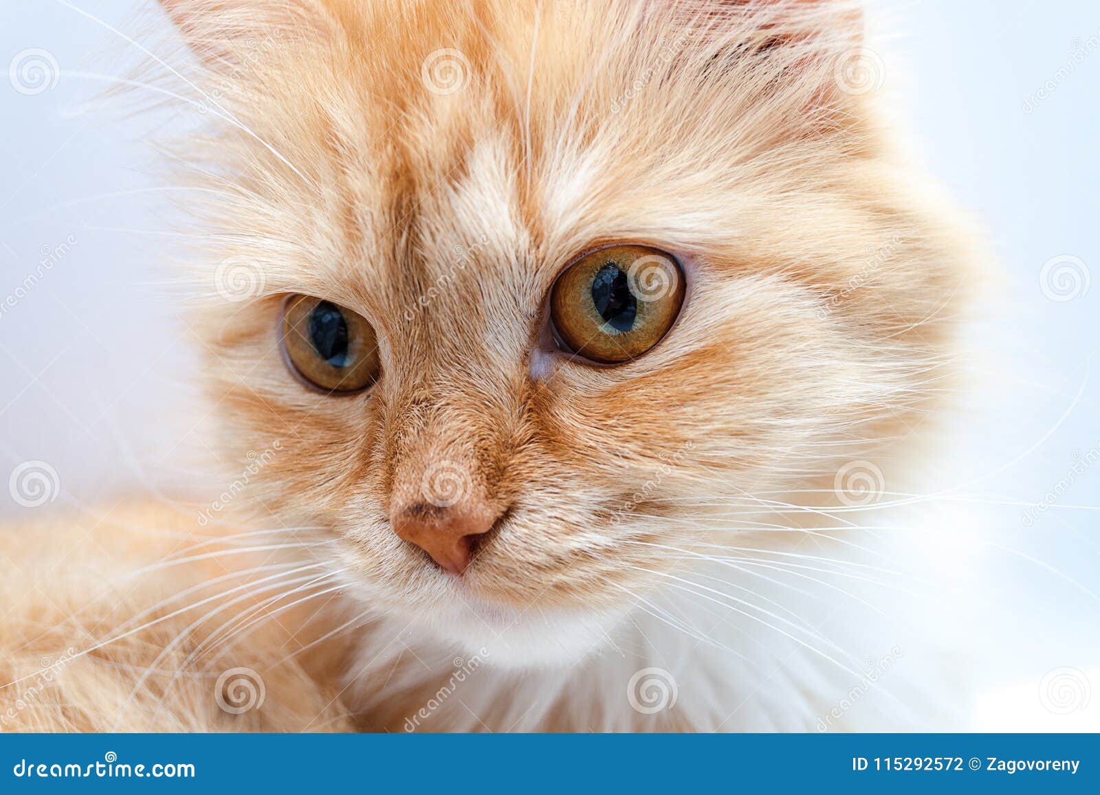Portrait of a Red Cat on a Light Background Stock Photo - Image of ...