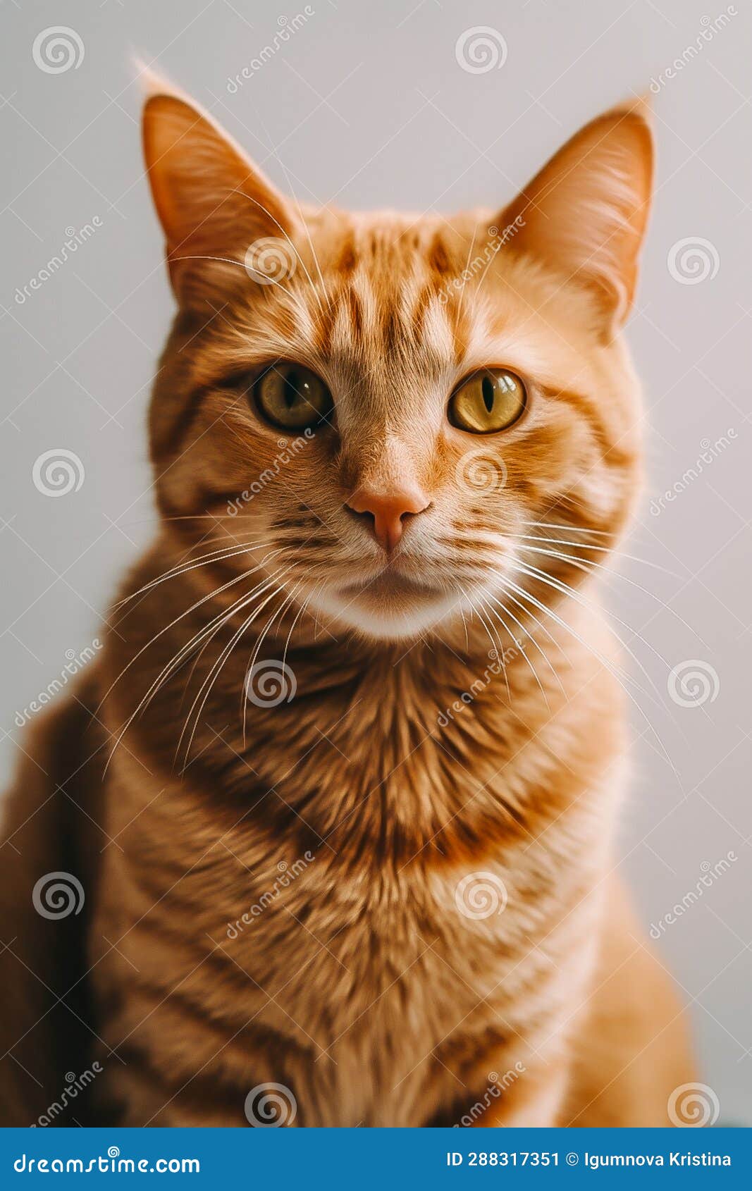 Portrait of a Red Cat on a Light Background Stock Image - Image of ...