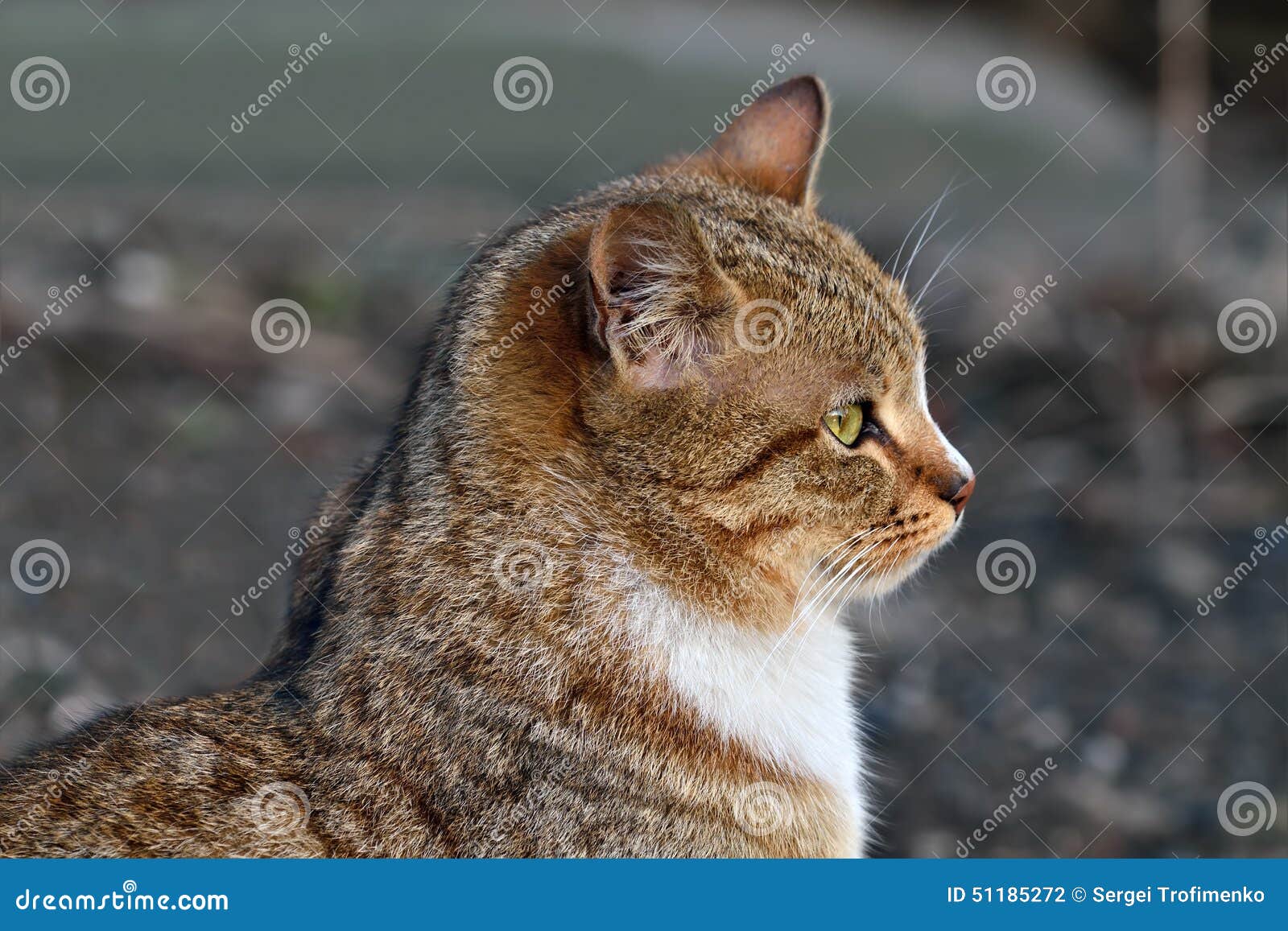 Portrait of a Red Cat in Profile Stock Photo - Image of yard, forward ...