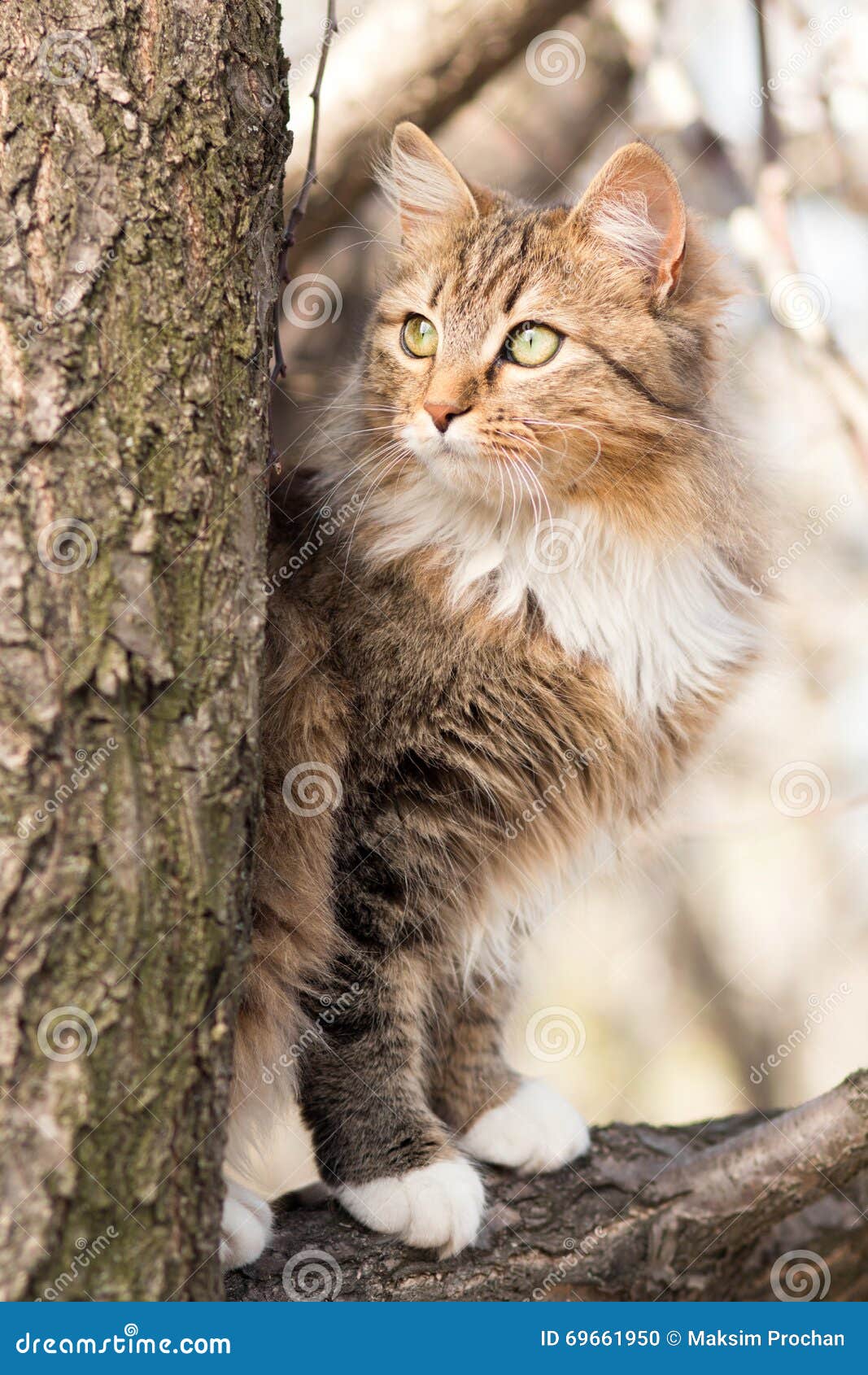 Portrait red cat on a tree stock photo. Image of small - 69661950