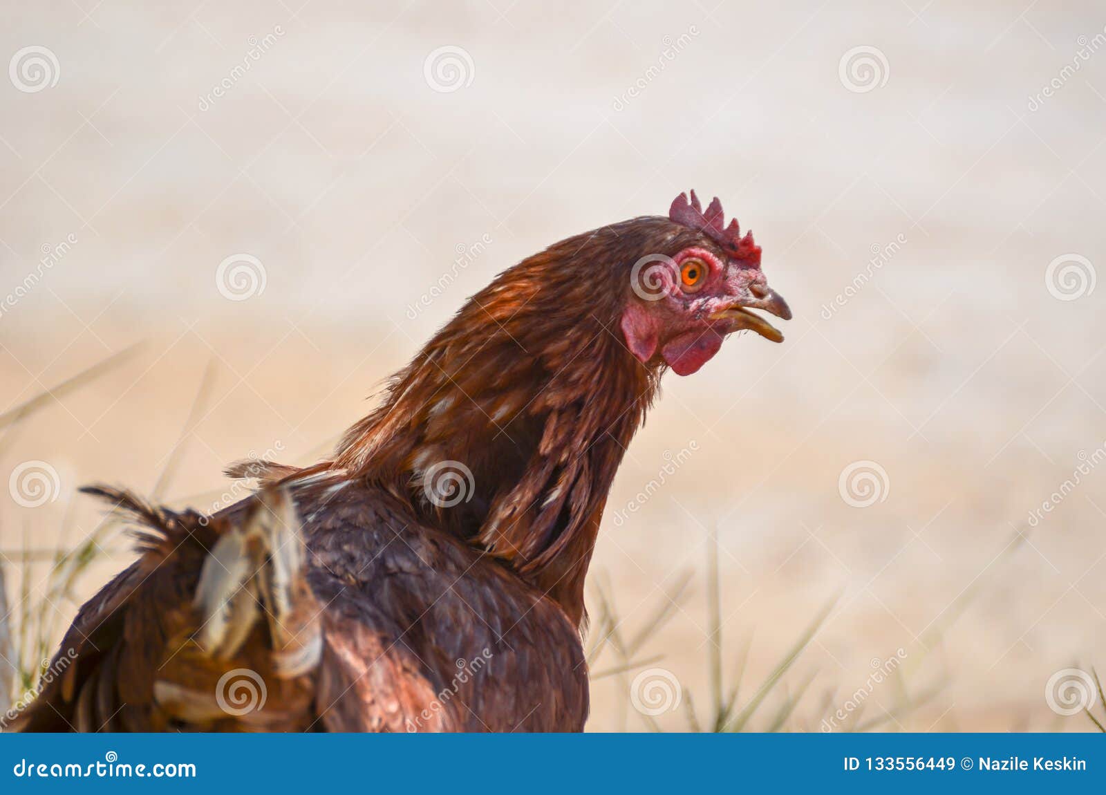 Portrait of a Red Chicken Close Up, Stock Image - Image of isolated ...