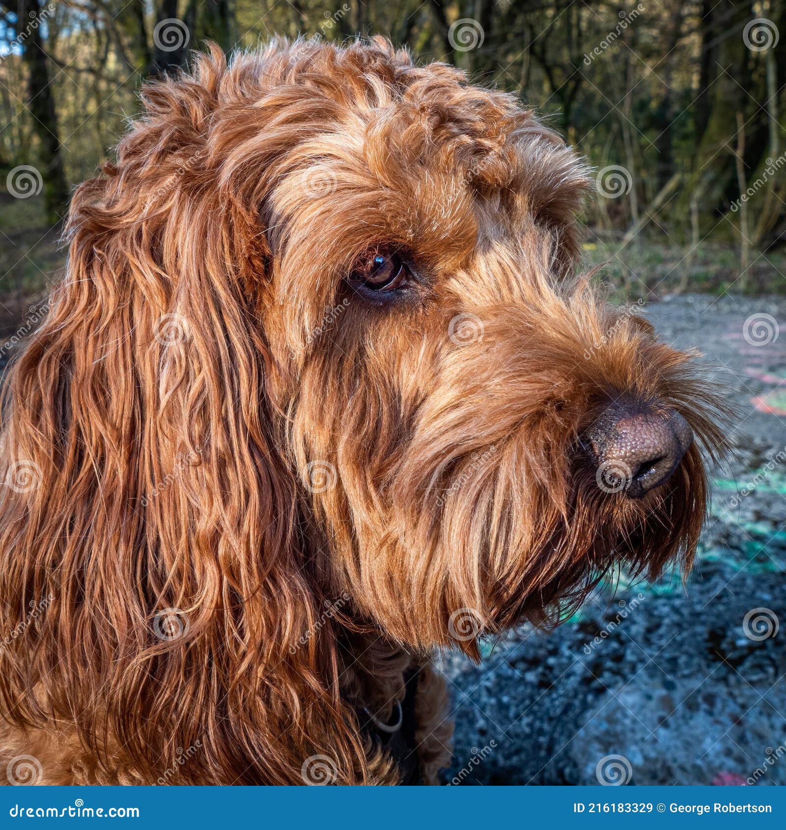 Portrait of a Red Cockapoo Dog Sitting Stock Image - Image of portrait ...