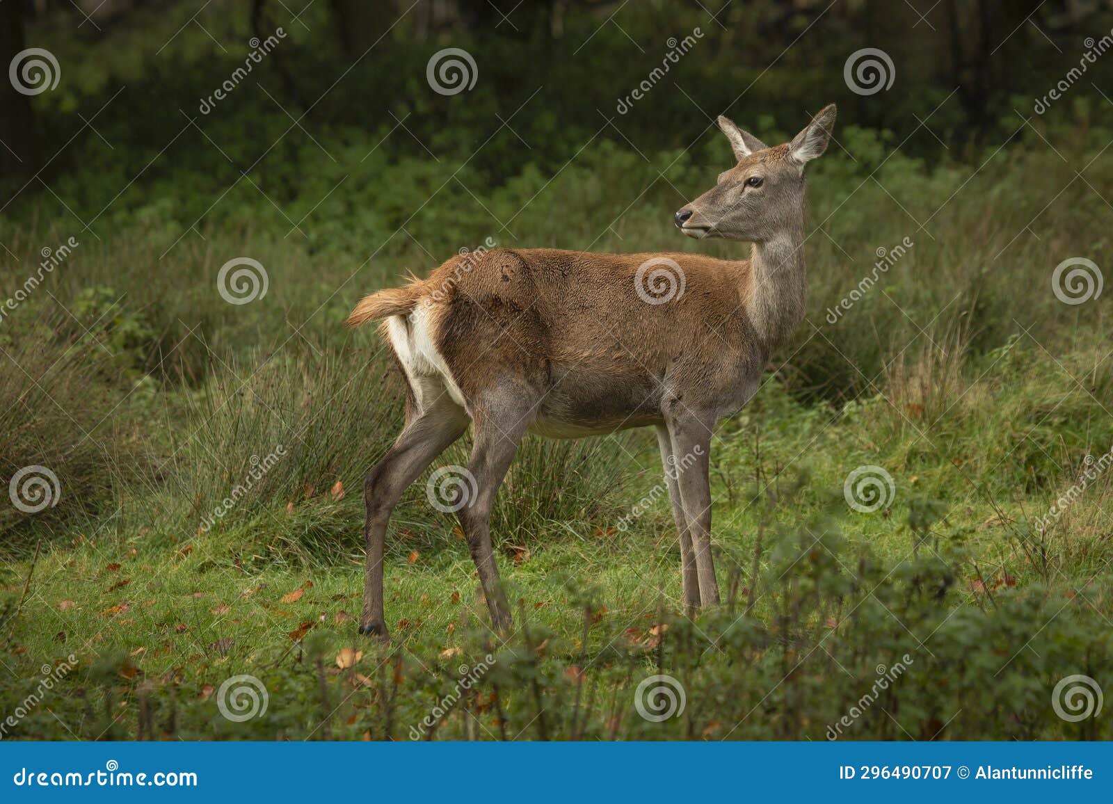 Portrait of a Red Deer Doe Looking Back Stock Image - Image of creature ...