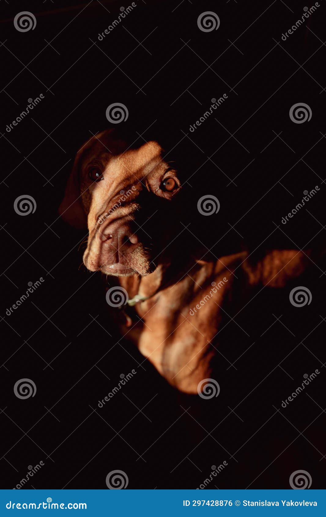 Portrait of Red Dog in Shadow on a Black Background Stock Photo - Image ...