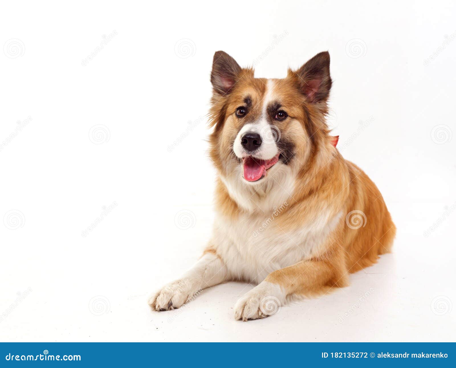 Portrait of a Red Dog on a White Background Stock Photo - Image of jack ...
