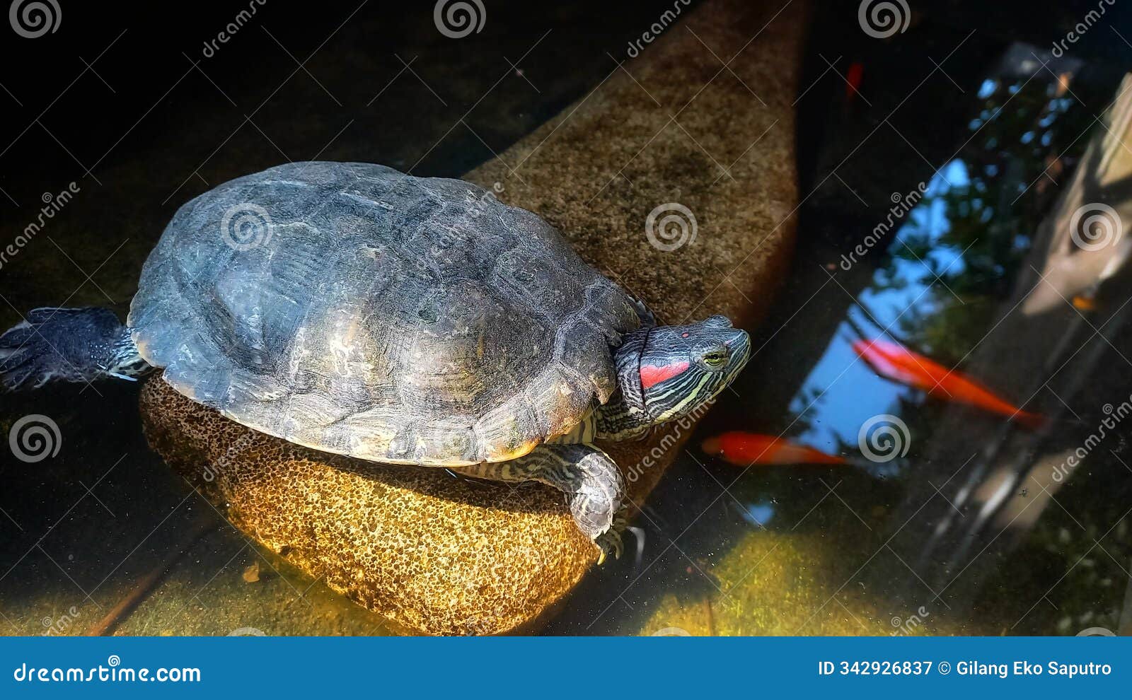 Portrait of a Red Ear Slider Turtle Sunbathing on a Rock in a Pond ...
