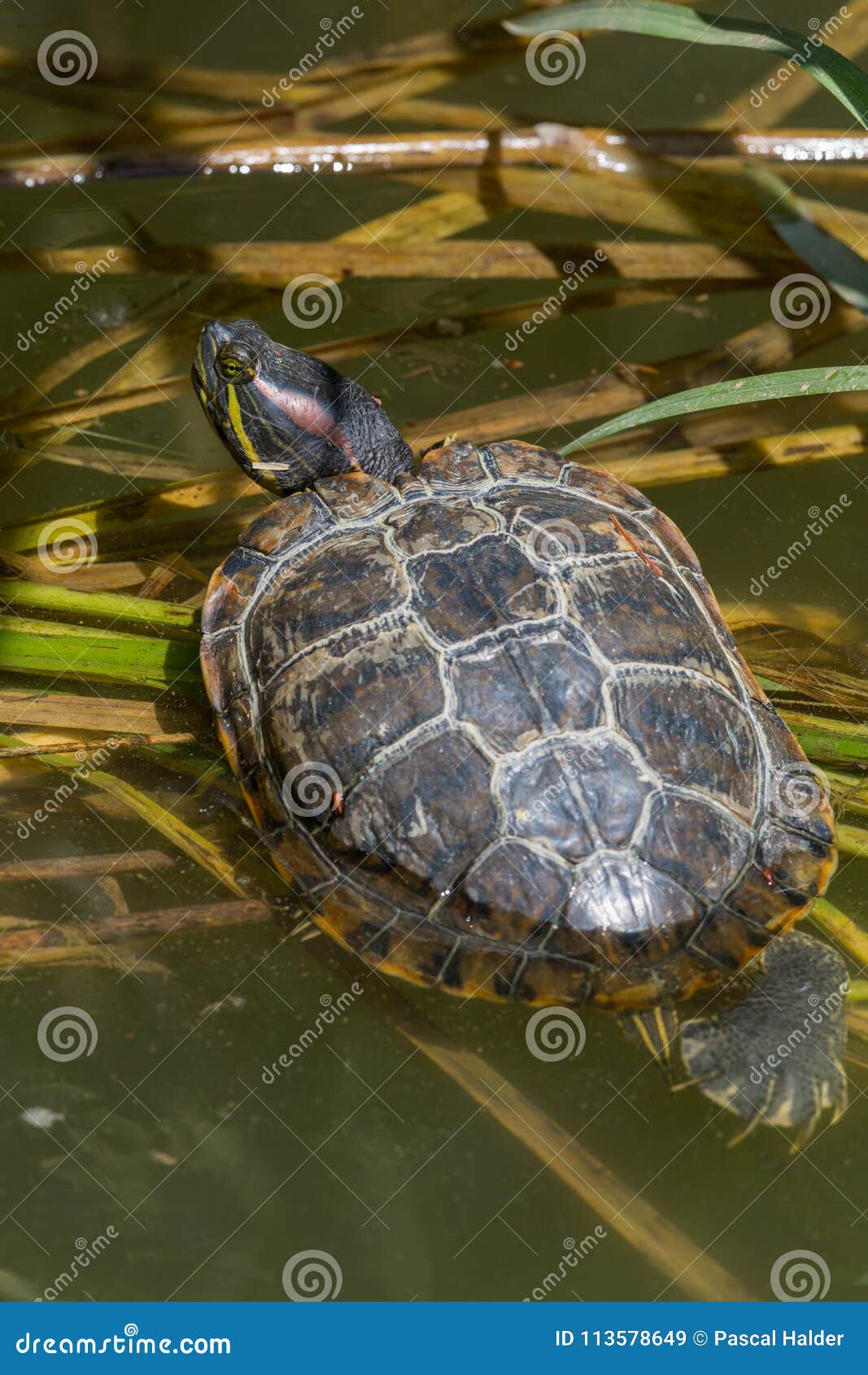 Portrait Red-eared Turtle Trachemys Scripta Elegans Lying in W Stock ...