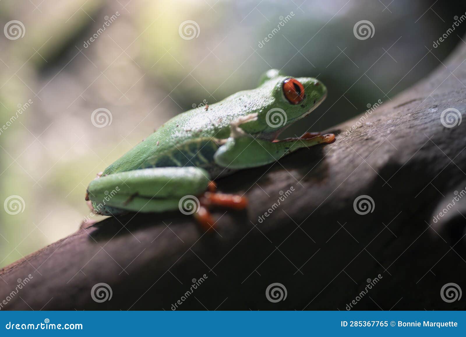 Portrait of a Red Eyed Tree Frog on a Branch. Stock Image - Image of ...