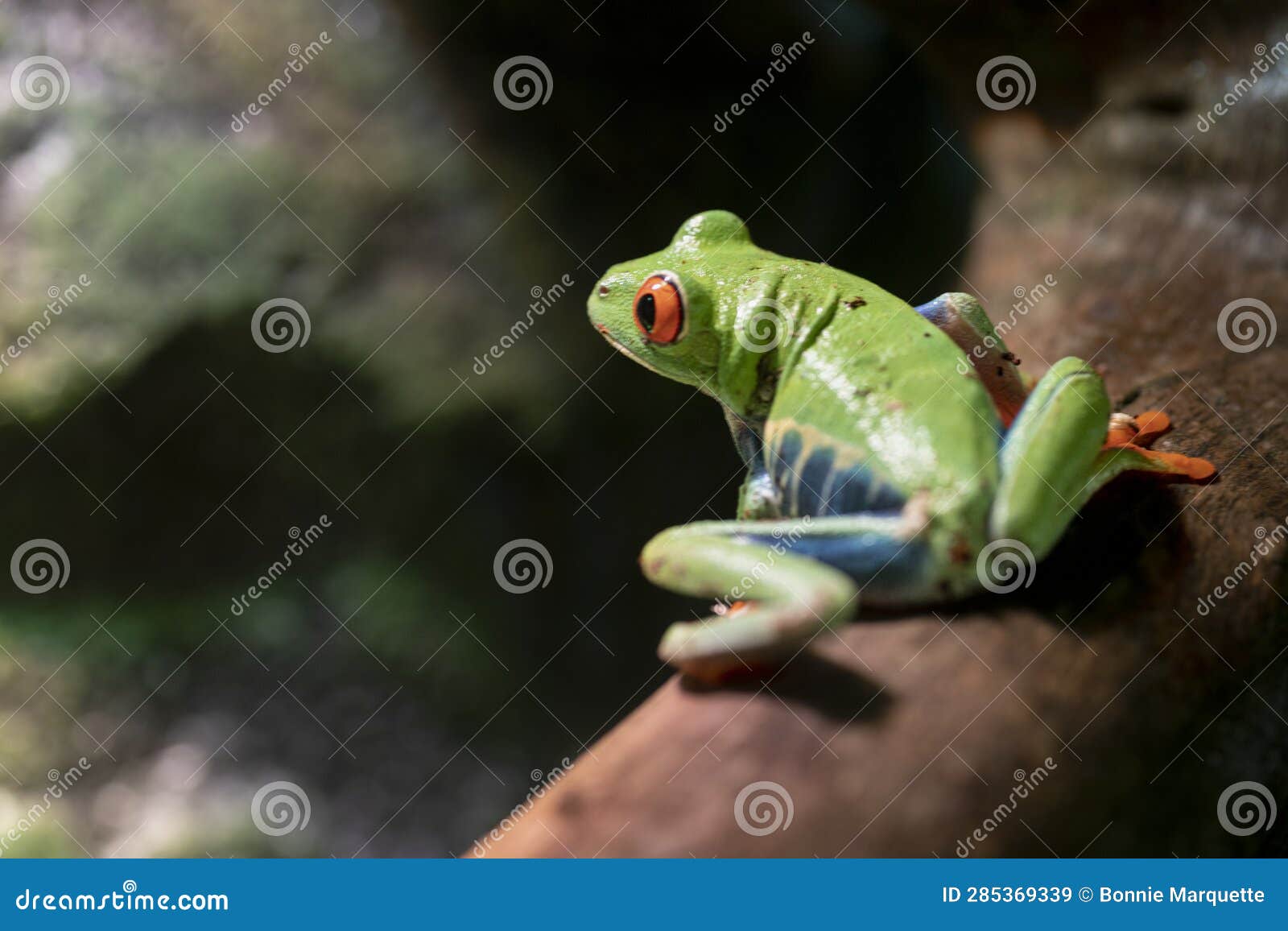 Portrait of a Red Eyed Tree Frog on a Branch. Stock Image - Image of ...