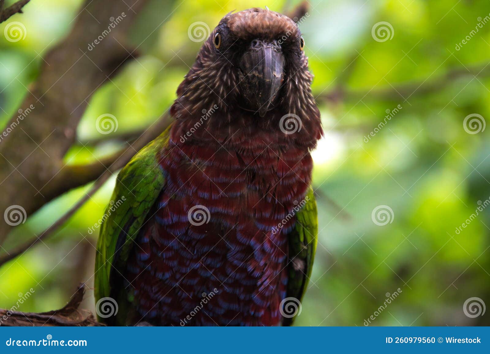 Portrait of the Red-fan Parrot Stock Photo - Image of trees ...