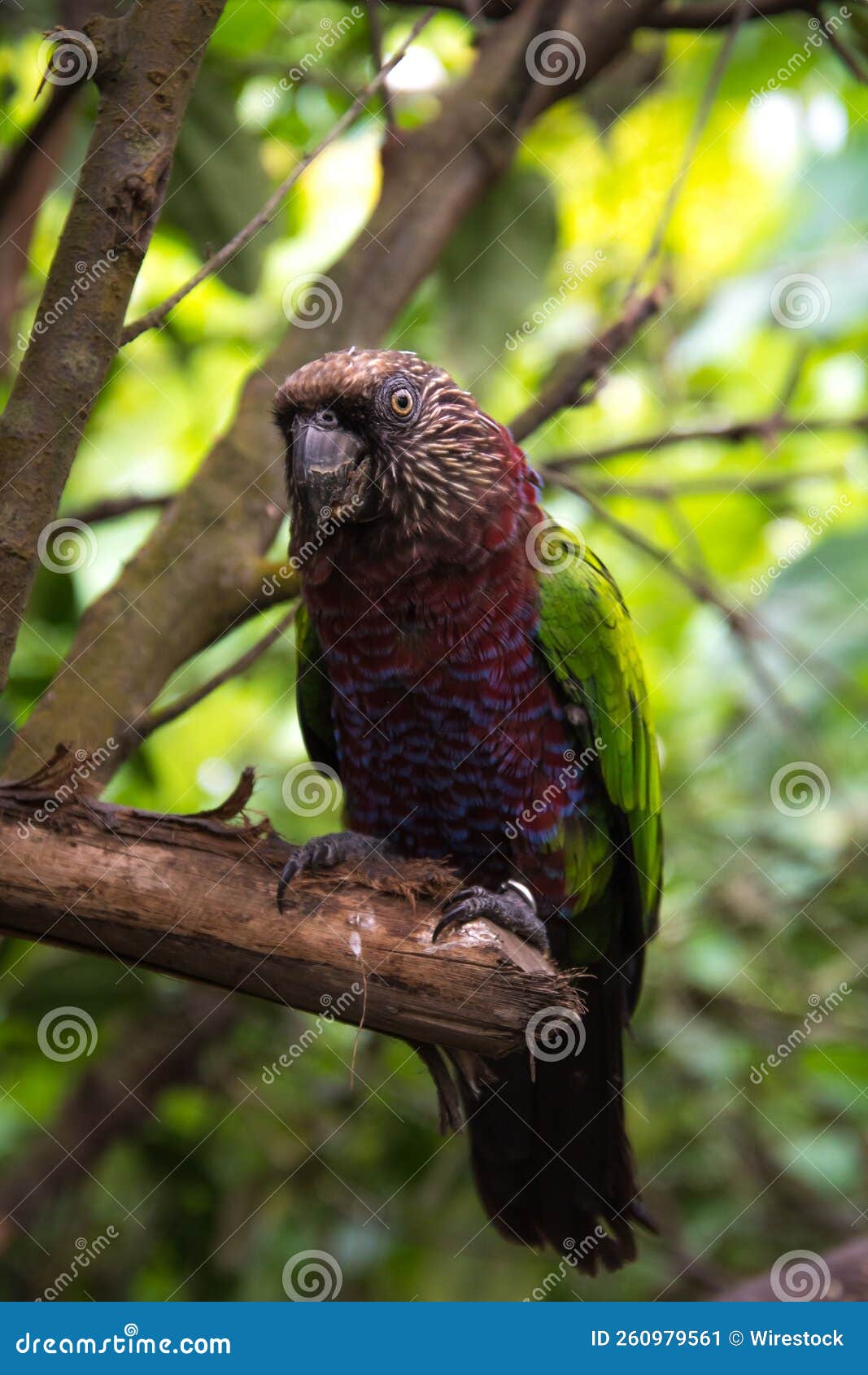Portrait of the Red-fan Parrot Stock Image - Image of closeup, branch ...