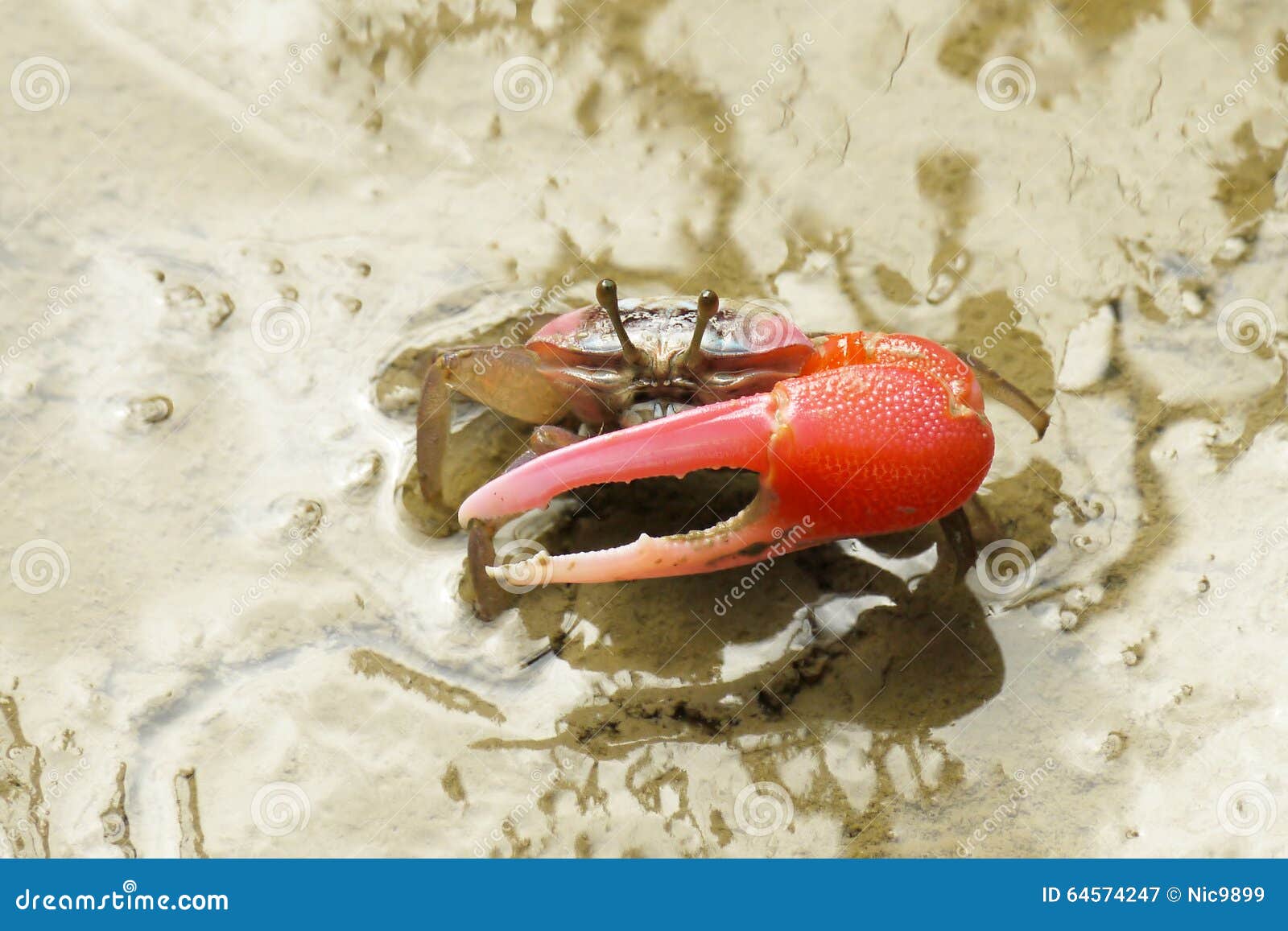 Portrait of a Red Fiddler Crab Stock Image - Image of brackish ...