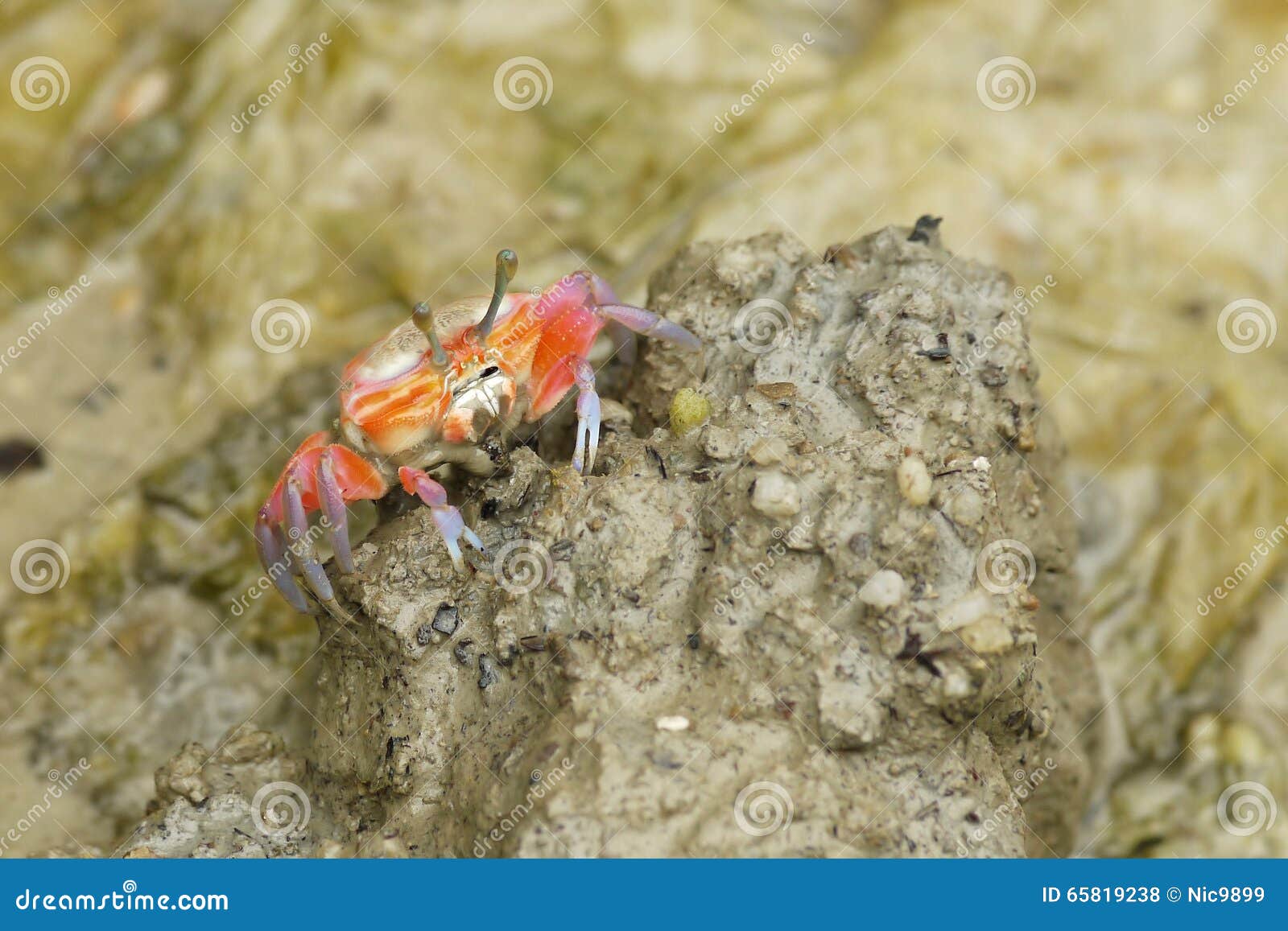 Portrait of a Red Fiddler Crab Stock Photo - Image of nature, salt ...