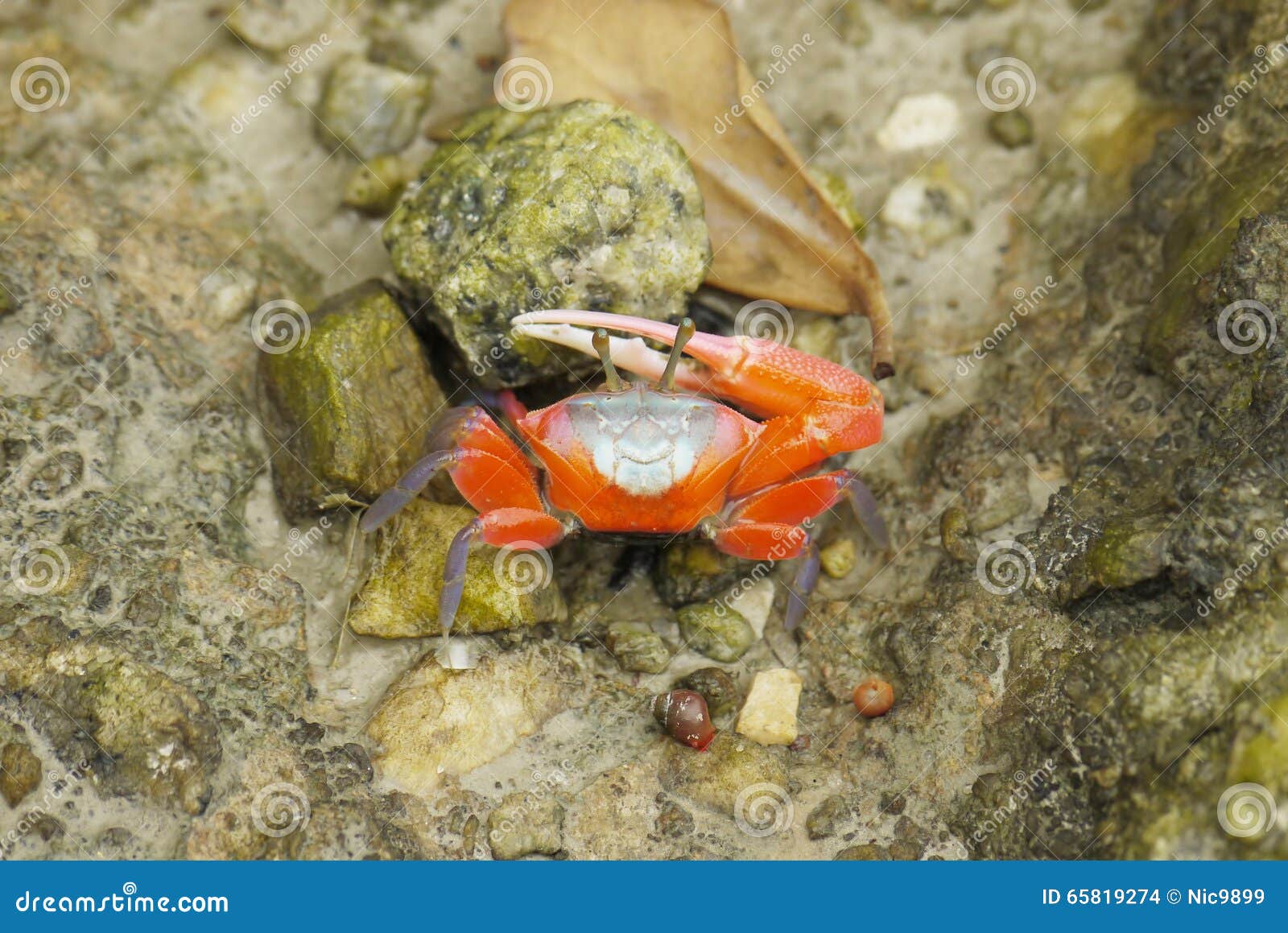 Portrait of a Red Fiddler Crab Stock Photo - Image of prey, flora: 65819274