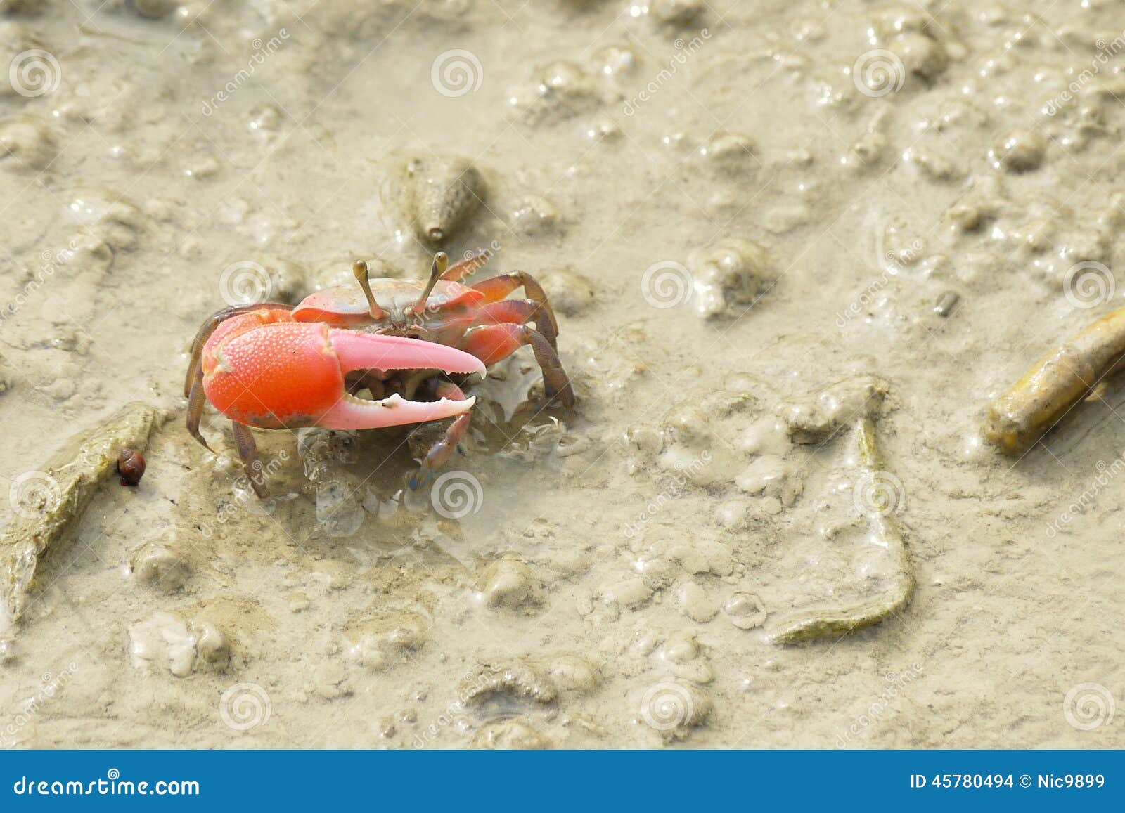 Portrait of Red Fiddler Crab Stock Photo - Image of portrait, animal ...