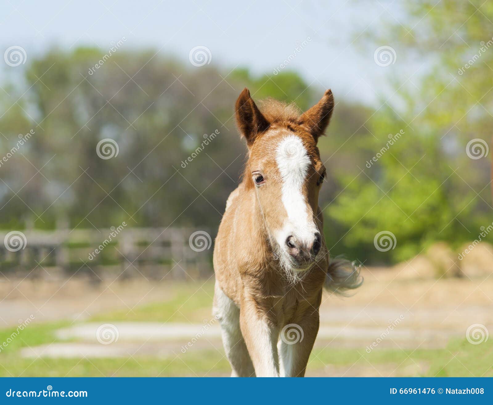 Portrait of Red Foal Pony with a White Blaze Stock Photo - Image of ...