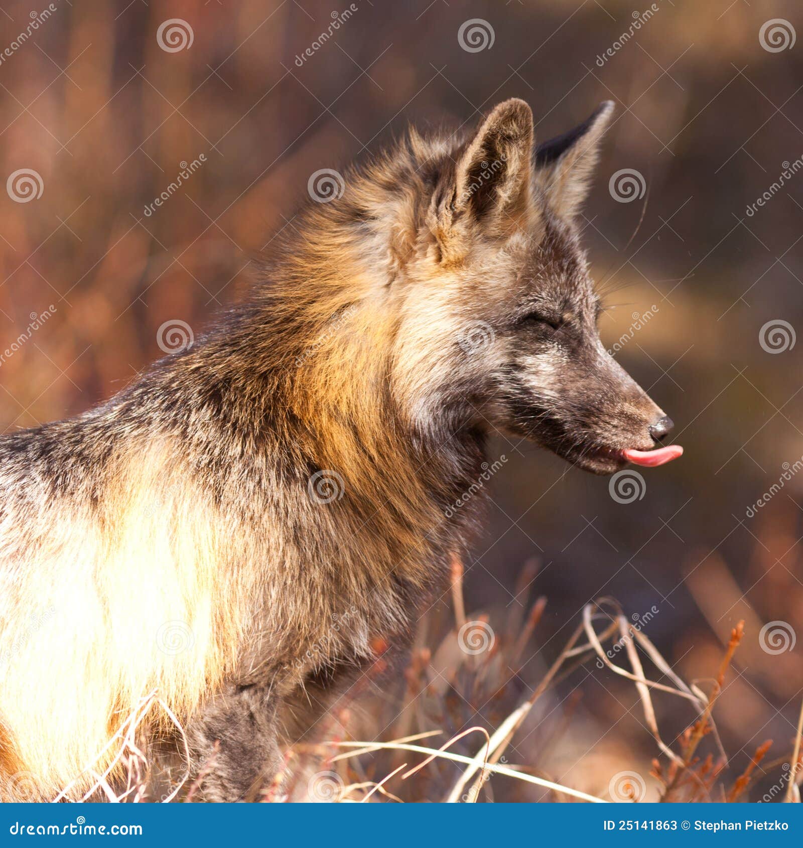 Portrait of Red Fox, Genus Vulpes, Licking Snout Stock Image - Image of ...