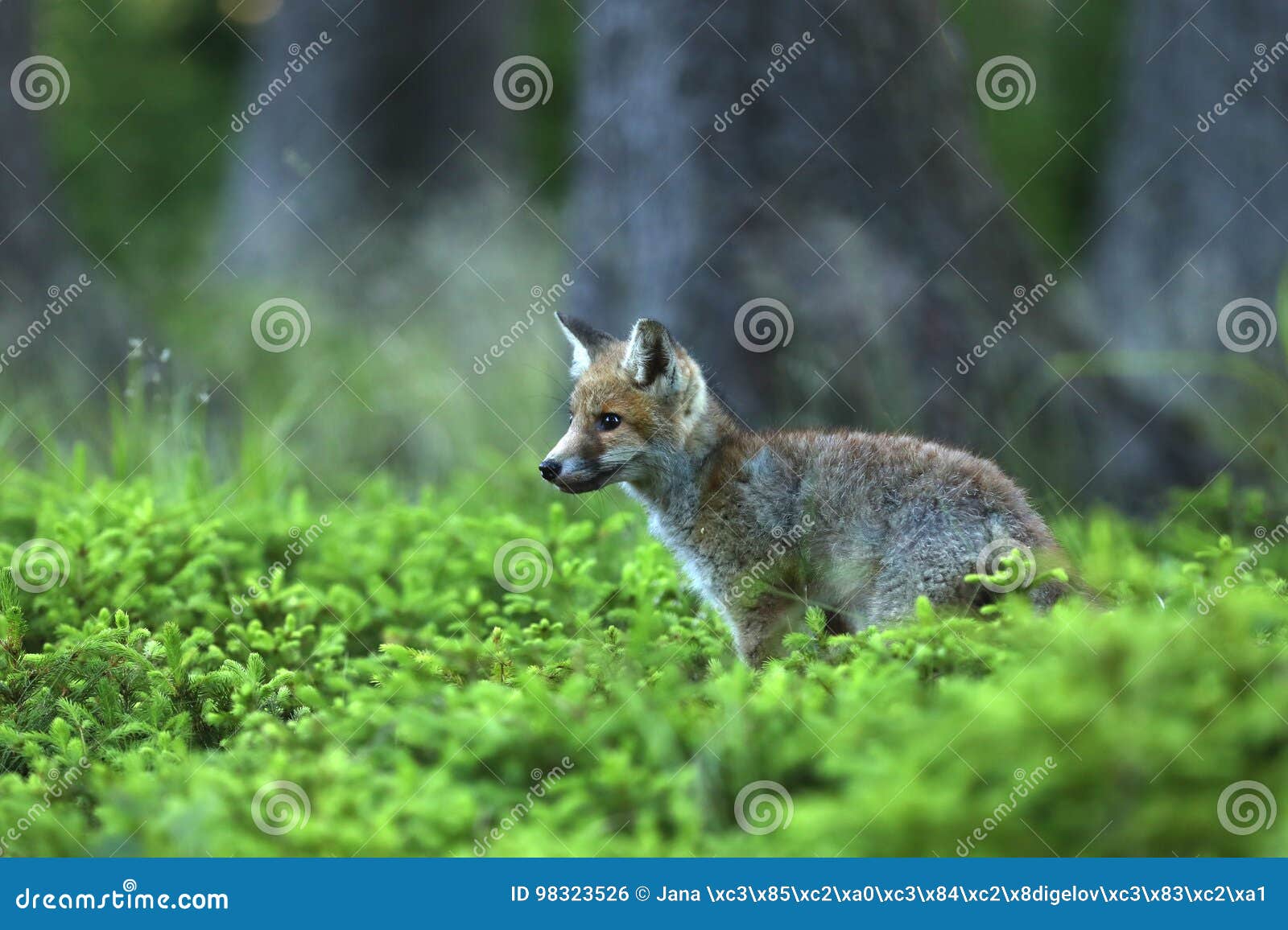 Portrait of Red Fox Largest of True Foxes - Vulpes Vulpes Stock Photo ...