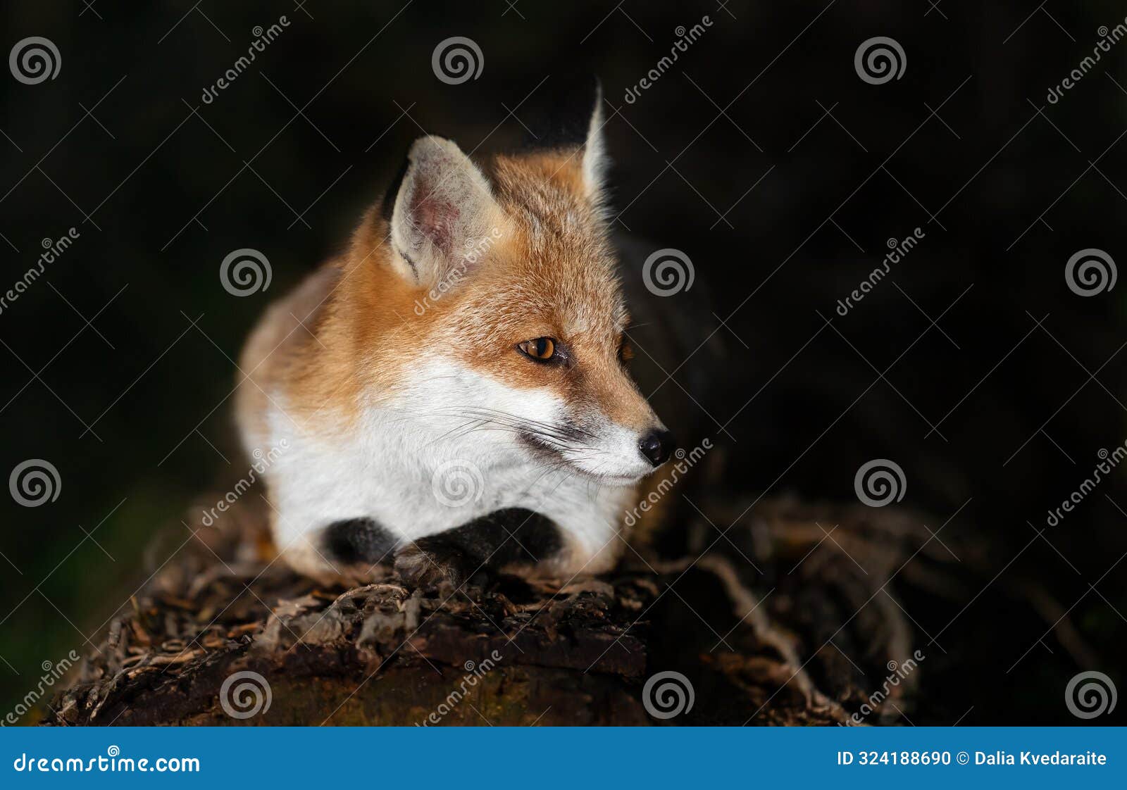 Portrait of a Red Fox Lying on a Tree in a Forest at Night Stock Photo ...