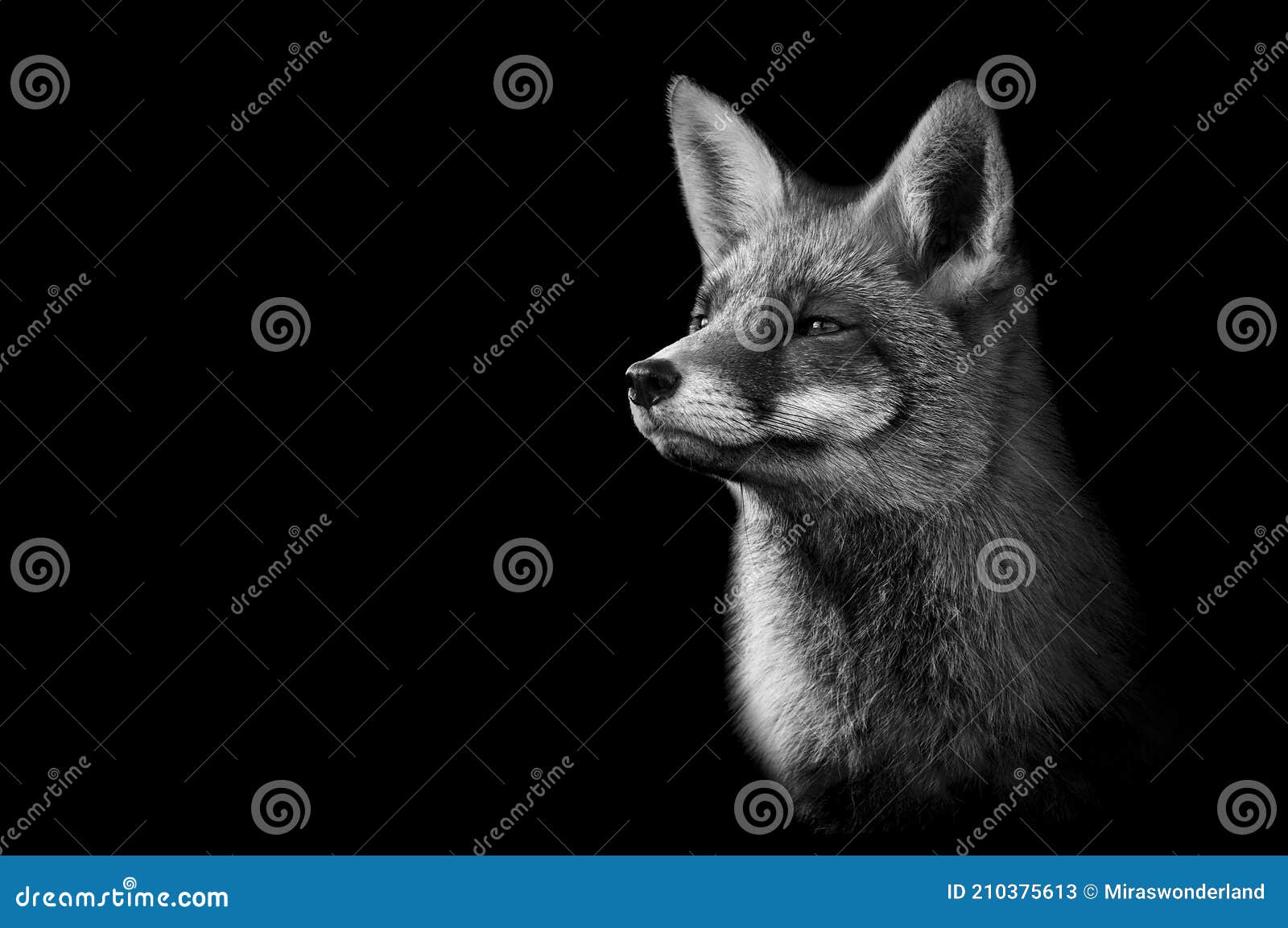 Portrait of a Red Fox Seen from the Side Looking Away in Stylish Black ...