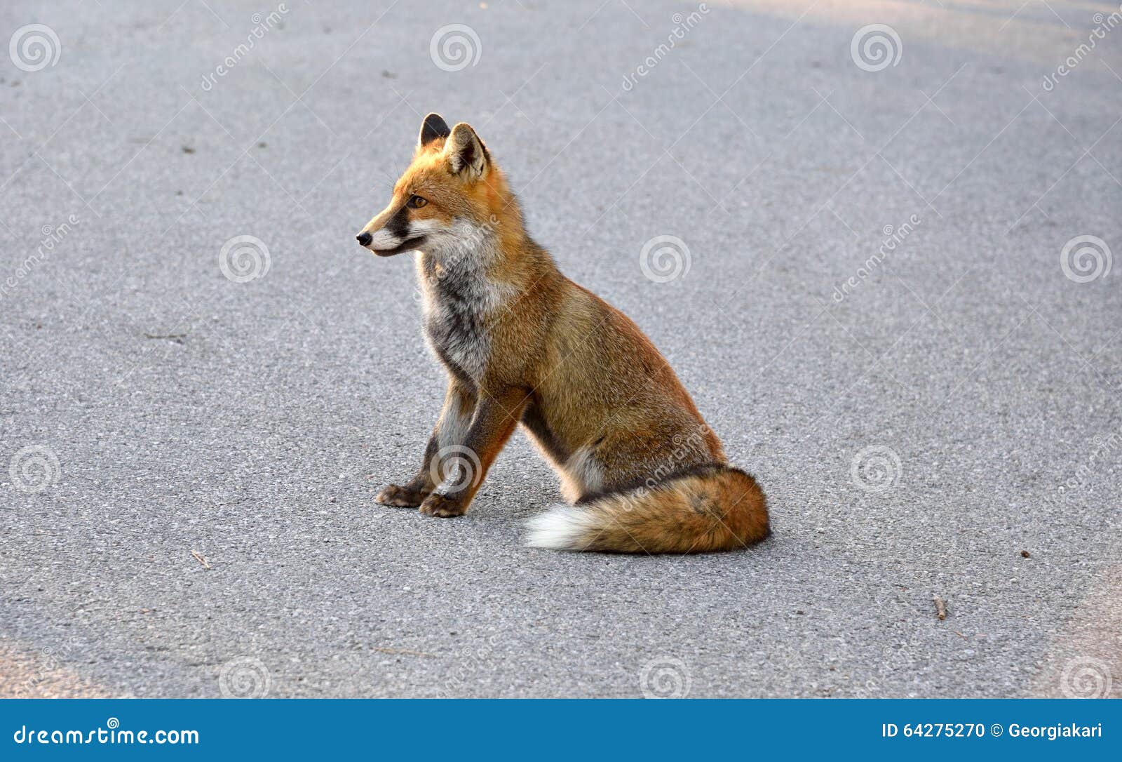 Portrait of red fox stock photo. Image of sitting, mammal - 64275270