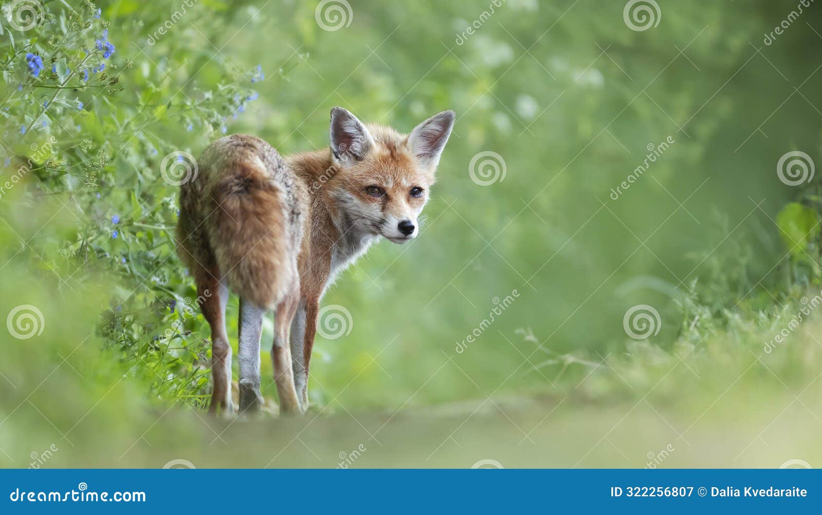 Portrait of a Red Fox Standing in a Meadow Stock Image - Image of head ...