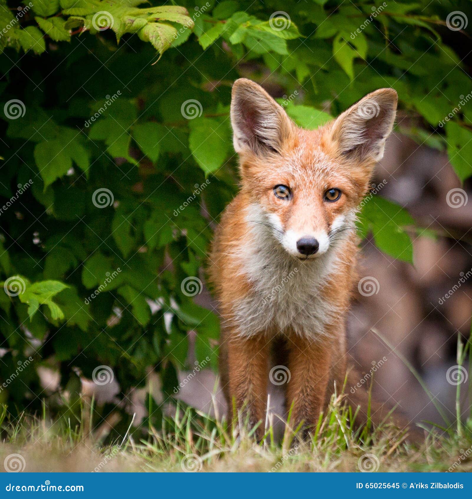 Portrait of red fox stock image. Image of vertebrate - 65025645