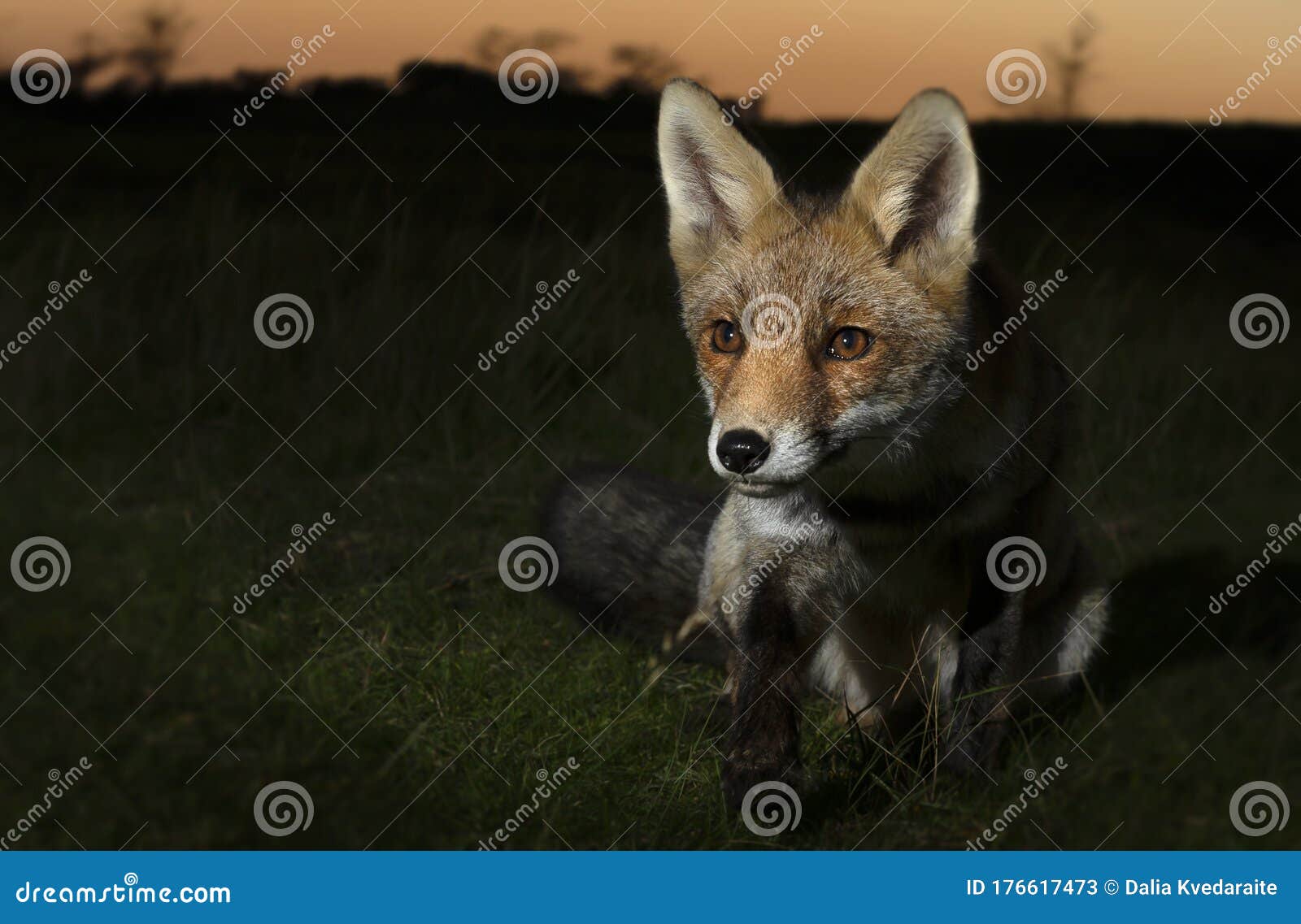 Portrait of a Red Fox at Sunset Stock Image - Image of outdoor, nature ...