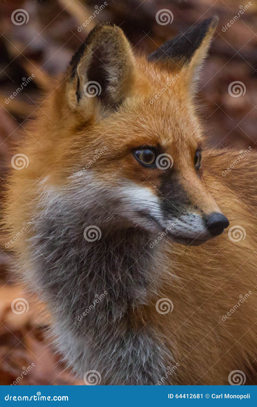 Portrait of red fox turned stock image. Image of background - 64412681