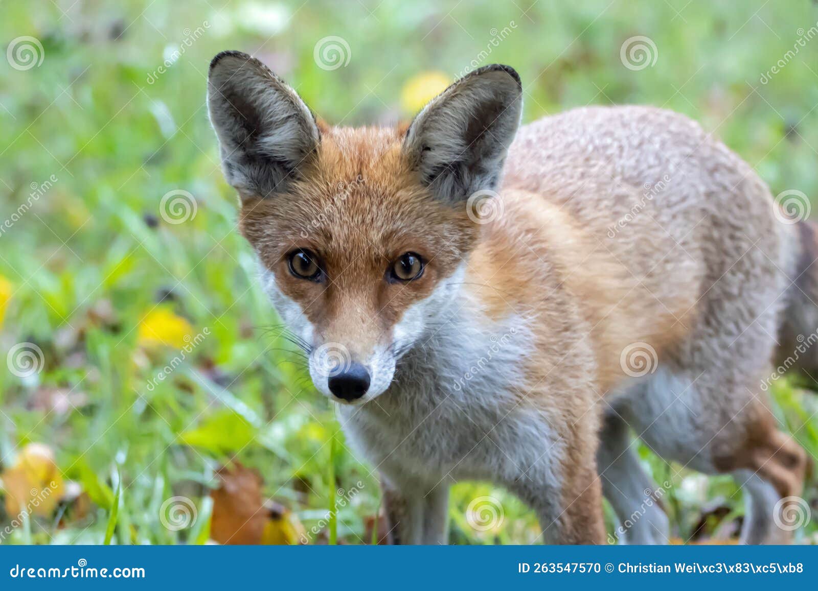 Red fox, Vulpes vulpes stock photo. Image of natural - 263547570