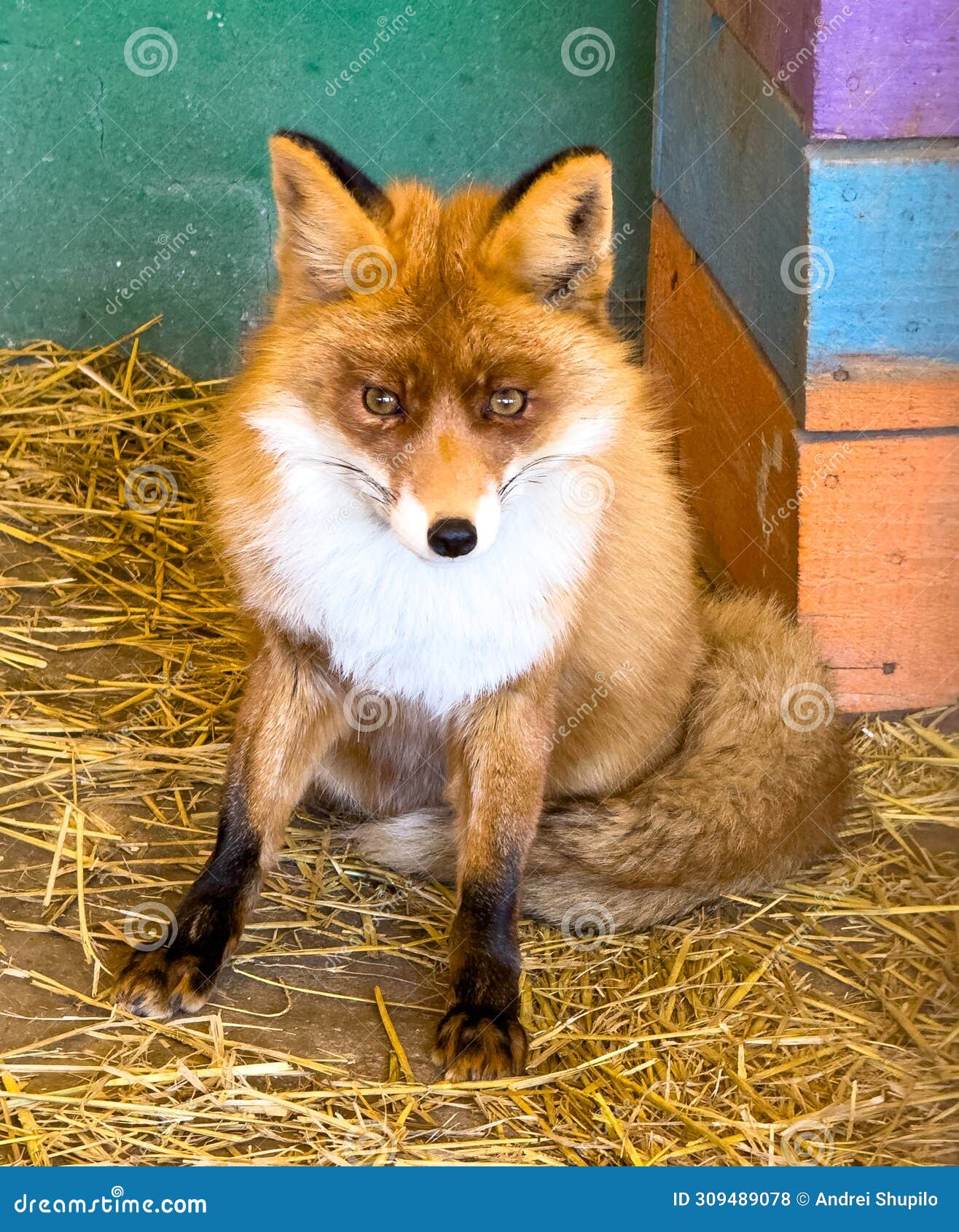 Portrait of a Red Fox in a Zoo Stock Photo - Image of wildlife, funny ...