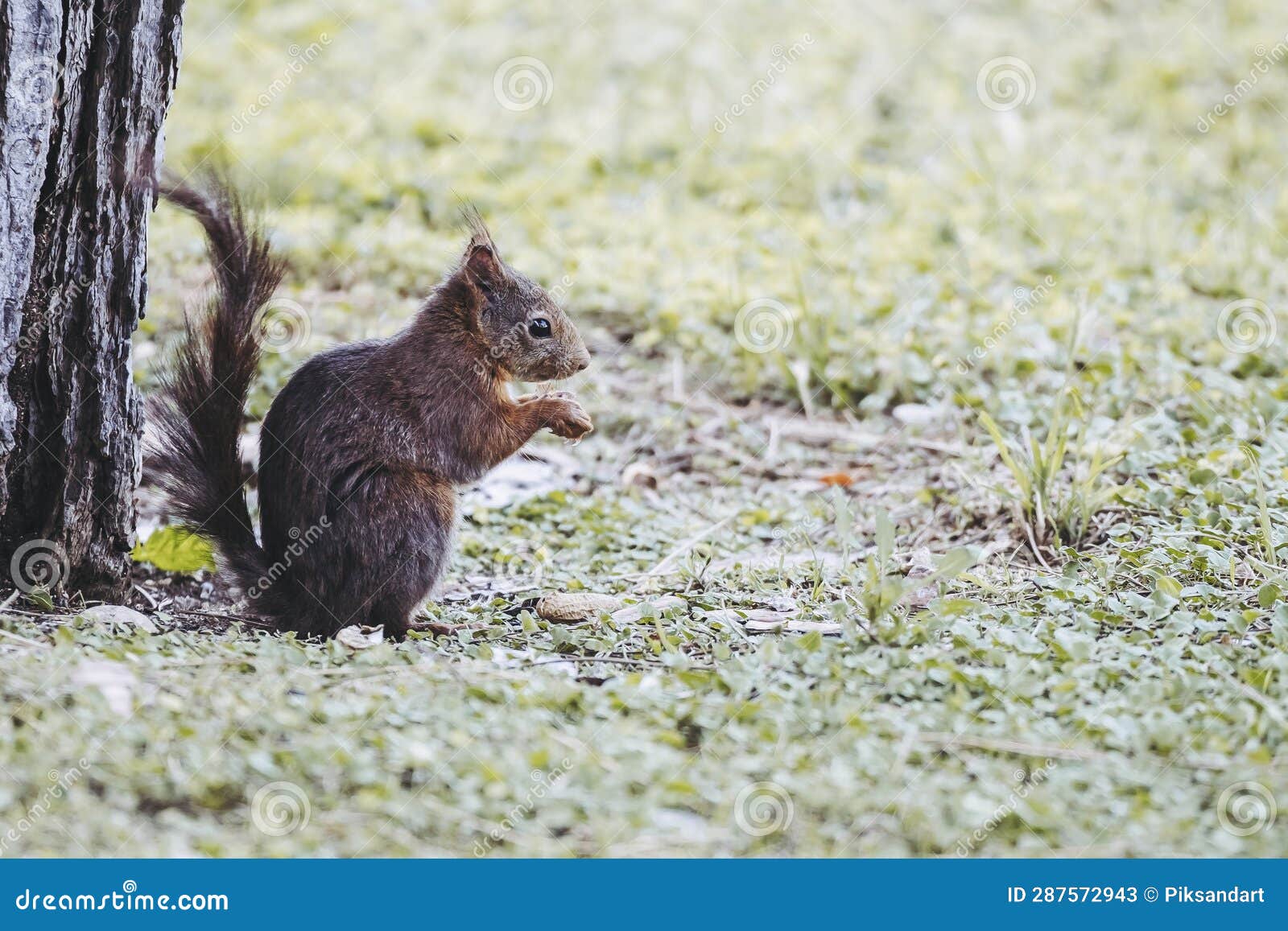 Red Haired Squirrel in a Funny Position Stock Image - Image of adorable ...