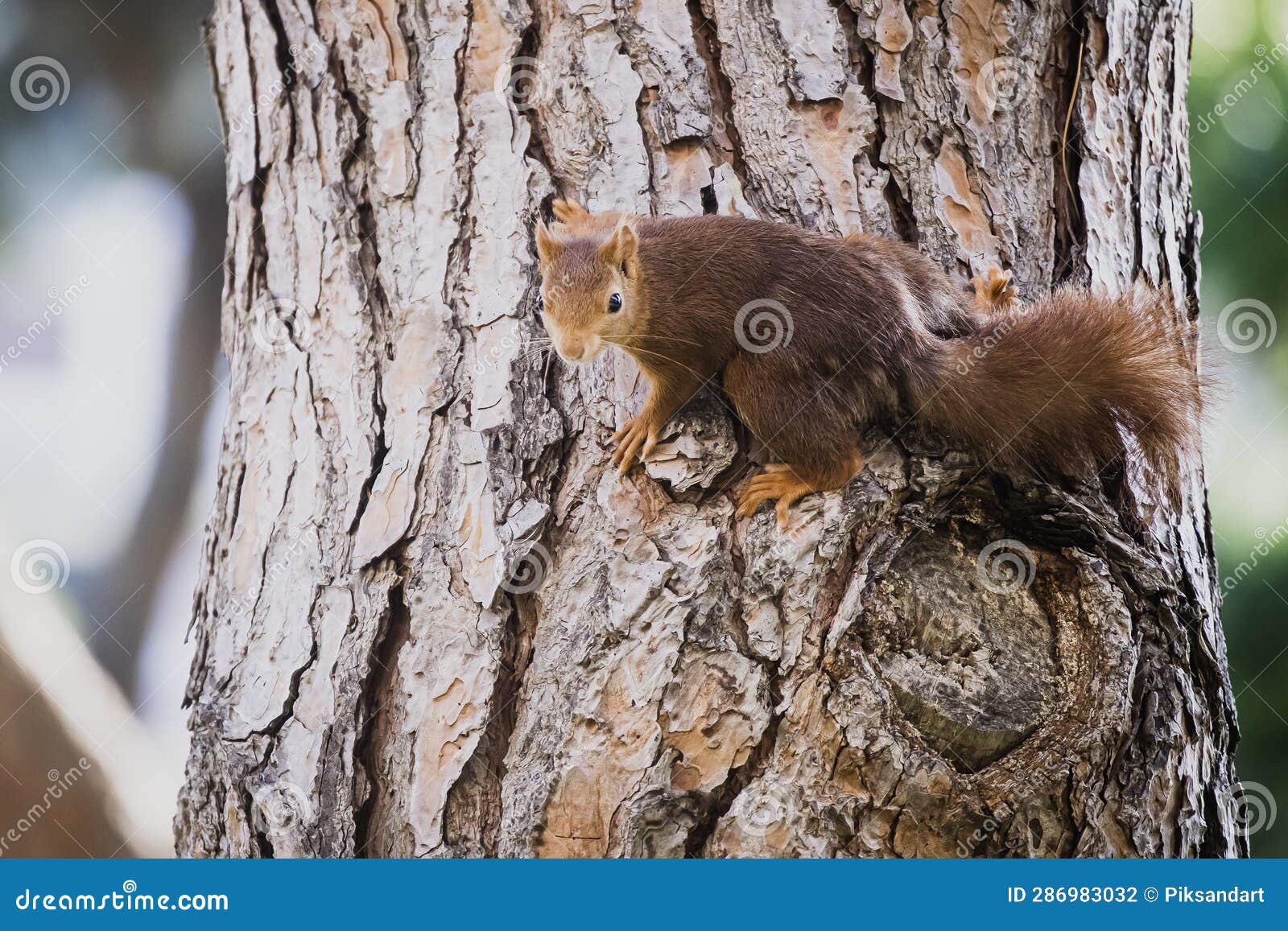 Red Haired Squirrel in a Funny Position Stock Photo - Image of pretty ...