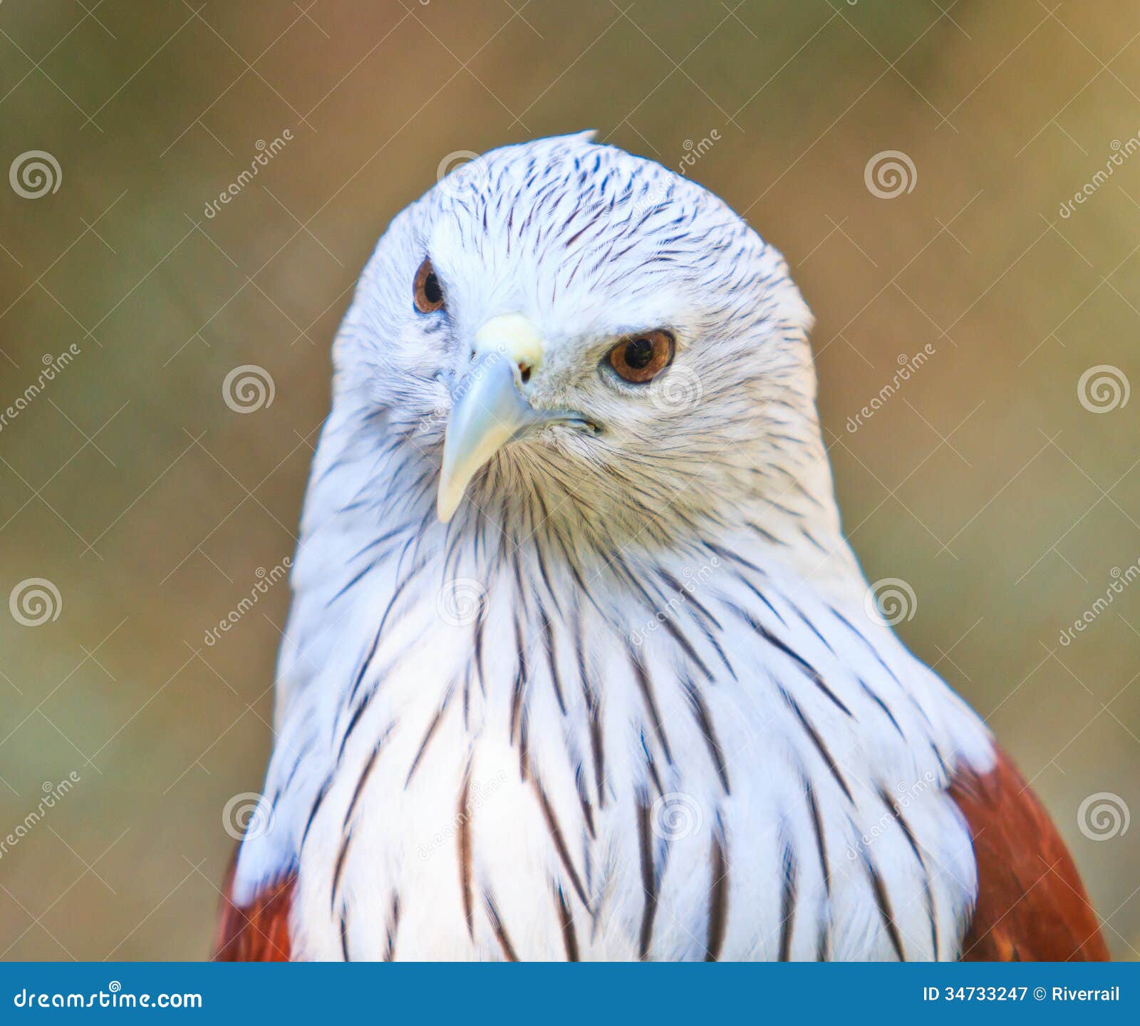 Portrait Of A Red Hawk Royalty Free Stock Photography - Image: 34733247