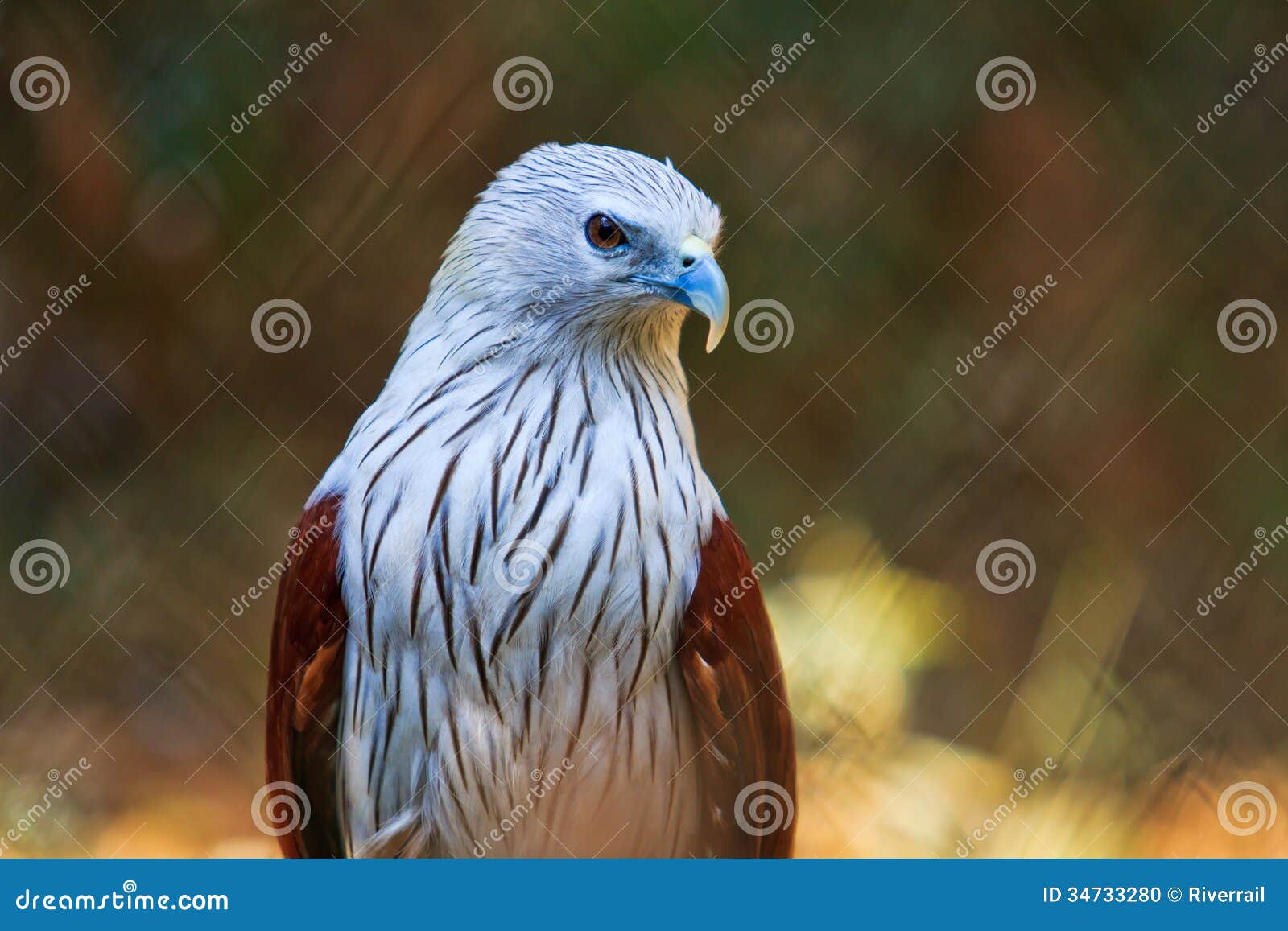 Portrait of a red hawk stock photo. Image of feather - 34733280