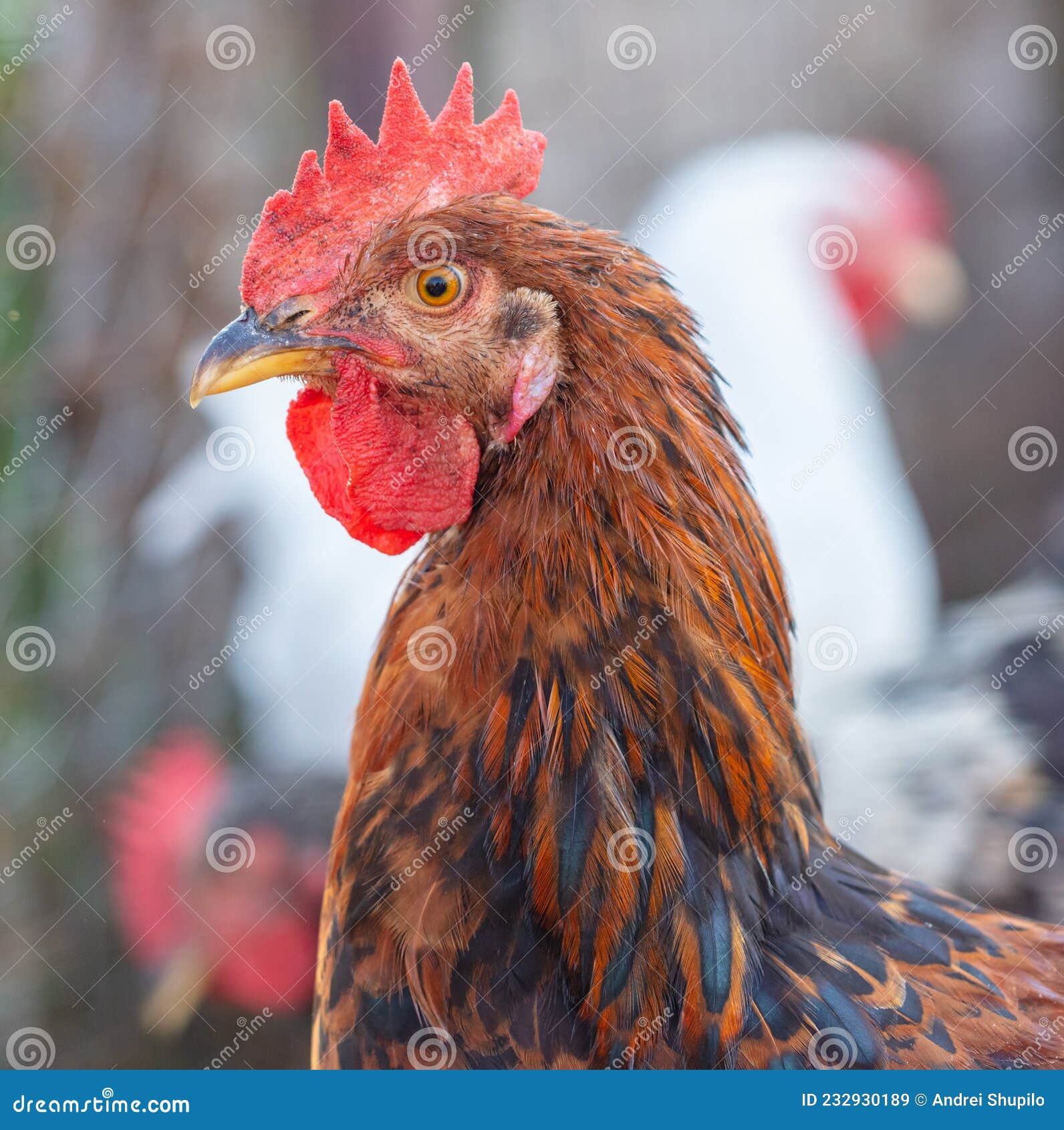 Portrait of a Red Hen on the Farm. Stock Image - Image of beautiful ...