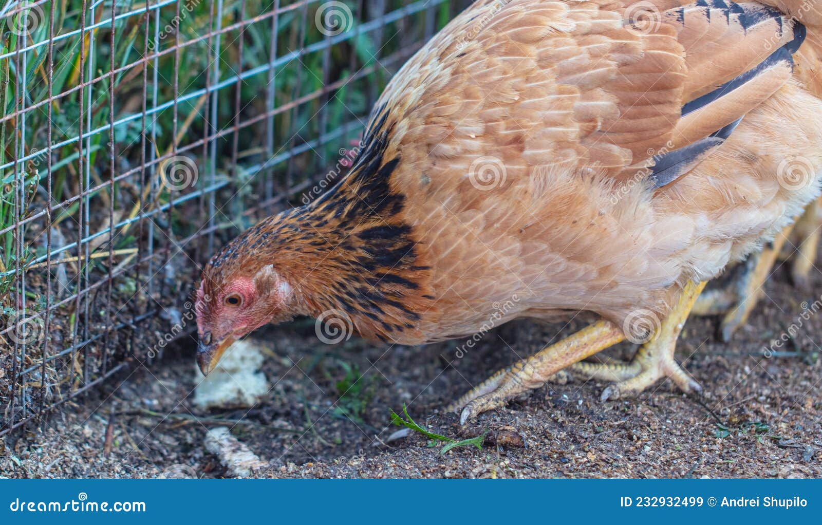 Portrait of a Red Hen on the Farm. Stock Image - Image of summer ...