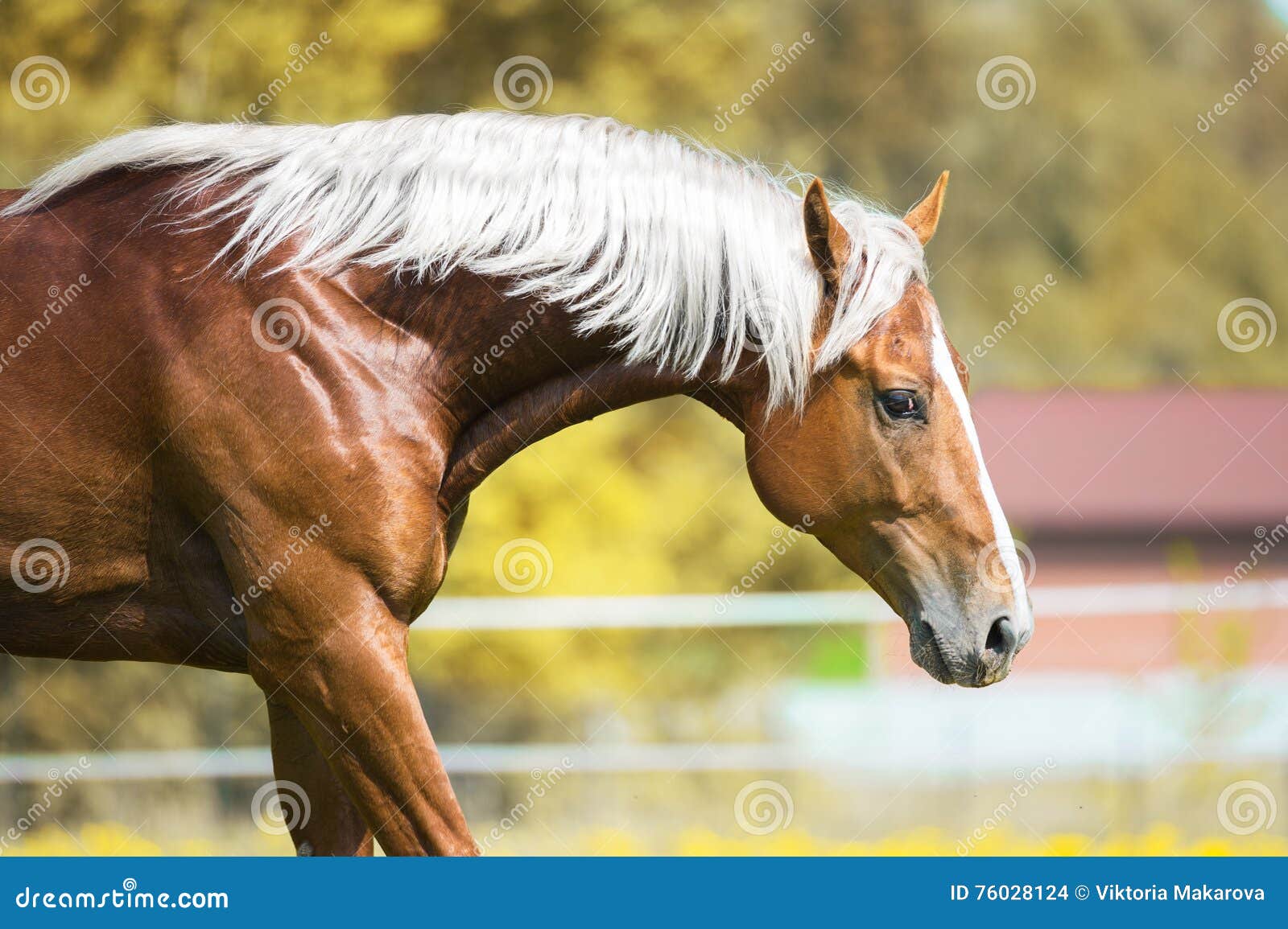 Portrait of the Red Horse with Silver Mane Stock Photo - Image of ...