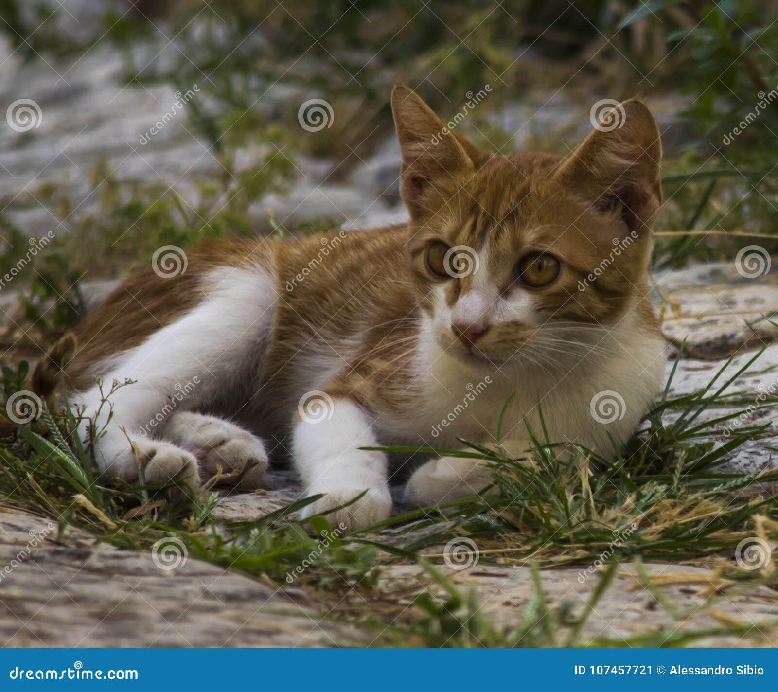 Red kitten cat stock image. Image of kitten, portrait - 107457721