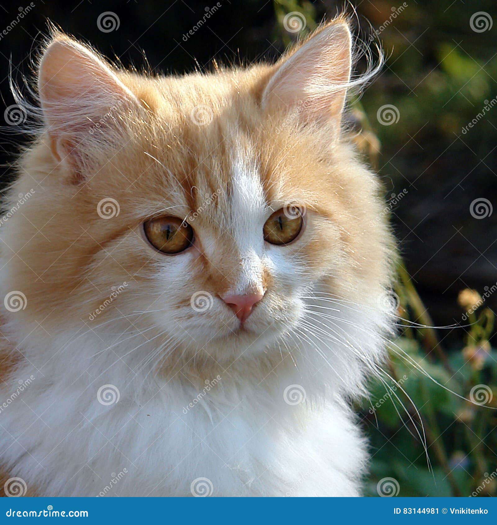 Portrait of red kitten stock image. Image of eyes, pretty - 83144981