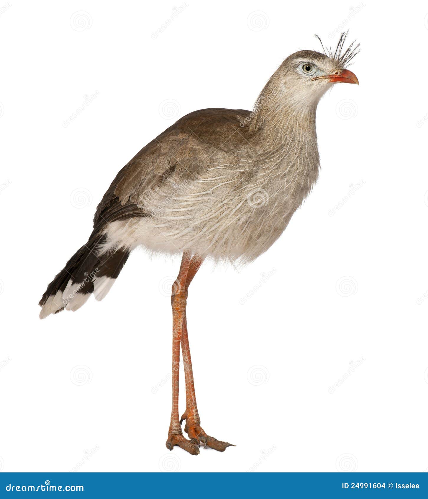 Red-legged Seriema, Cariama Cristata Royalty-Free Stock Photography ...