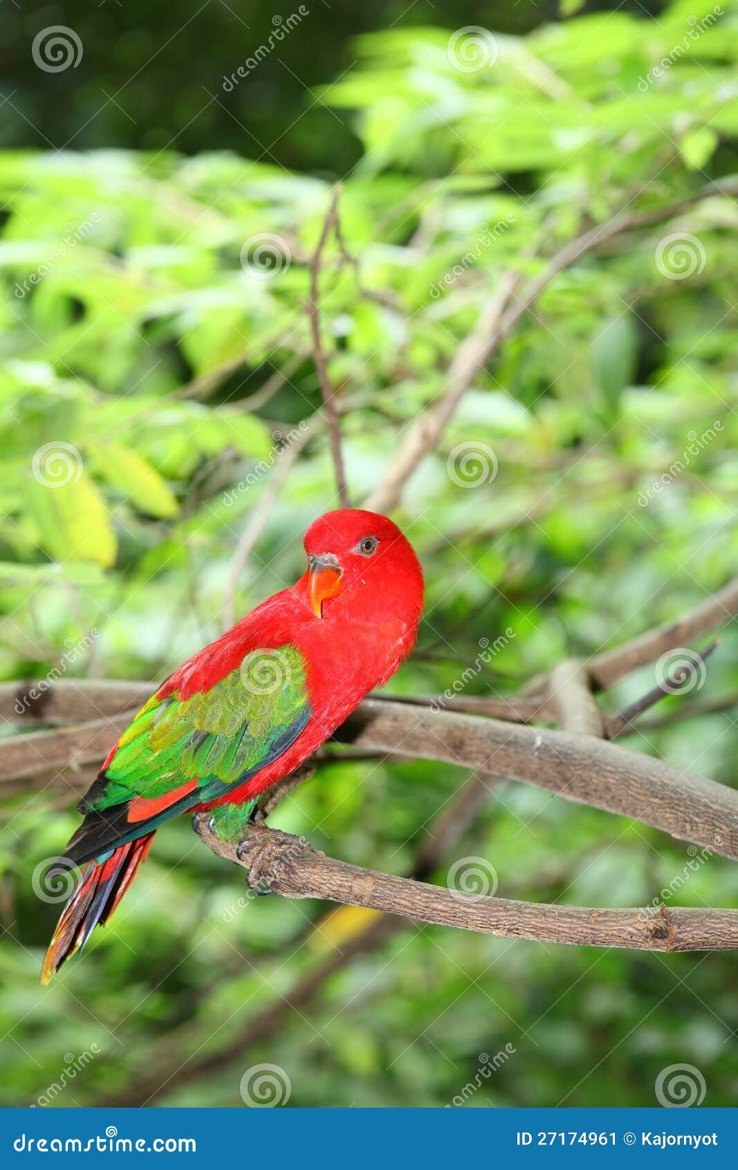 The Portrait of Red Lory Parrot Stock Image - Image of bright, lory ...