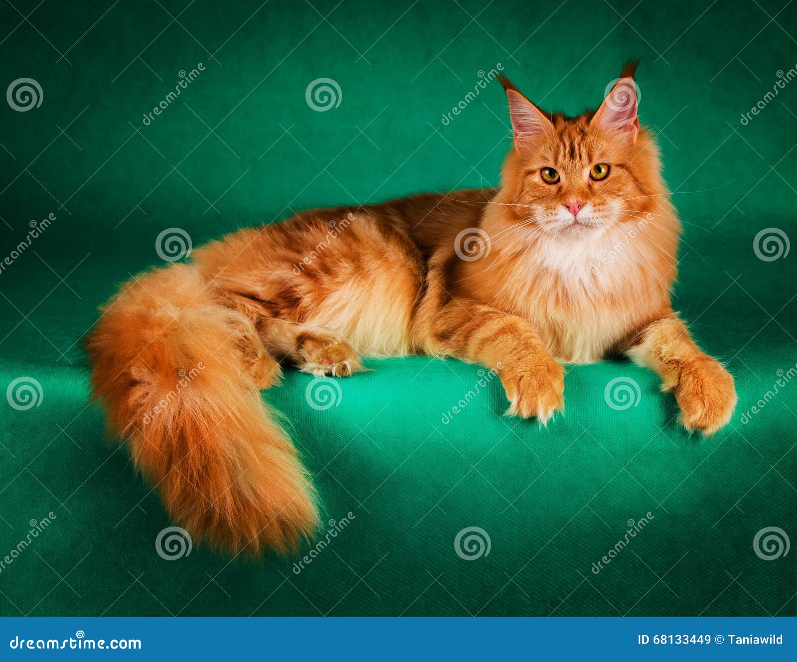 Red Maine Coon