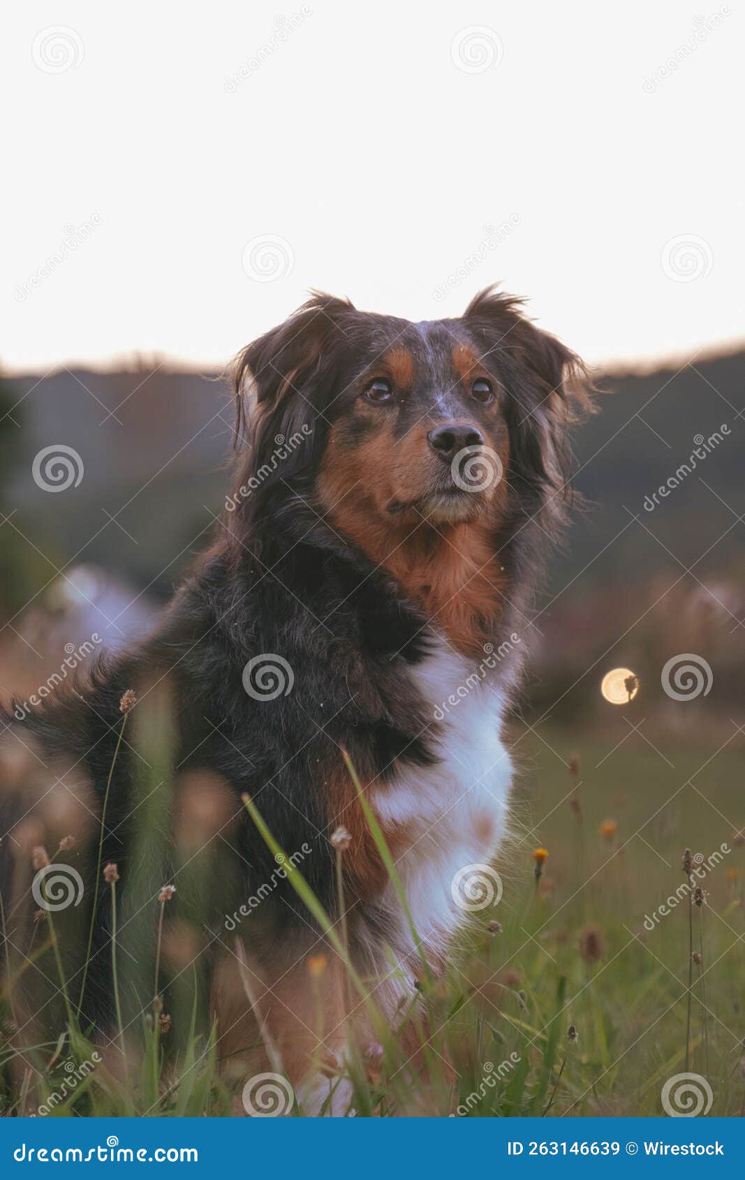 Portrait of a Red Merle Australian Shepherd at Sunset Stock Image ...