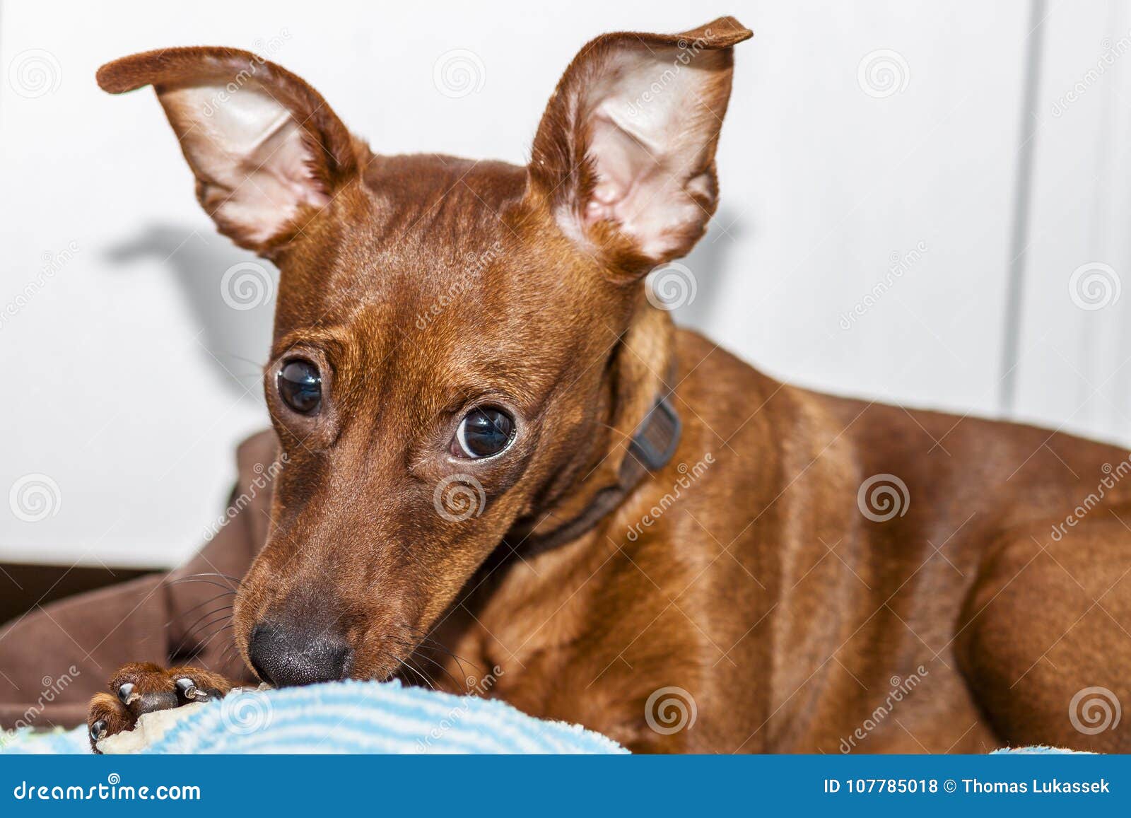 Portrait of Red Miniature Pinscher Stock Photo - Image of lovely, cute ...