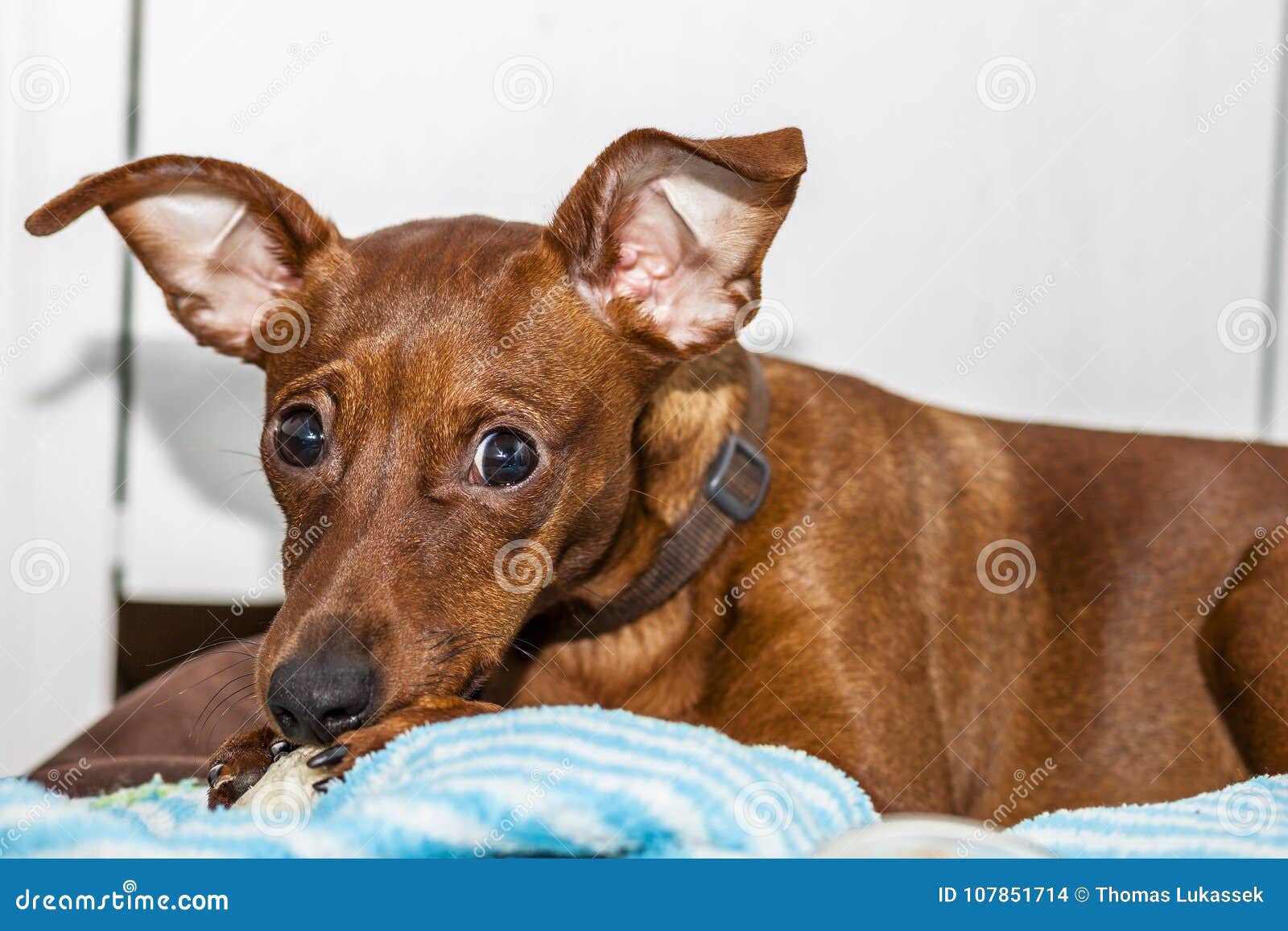 Portrait of Red Miniature Pinscher Stock Photo - Image of hair ...