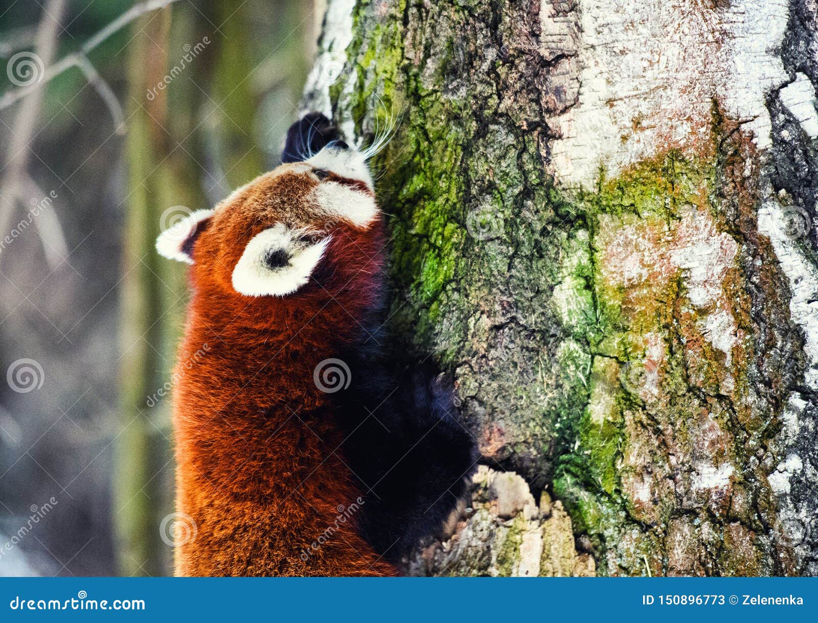 Portrait of a Red Panda ( Ailurus Fulgens Stock Image - Image of lesser ...