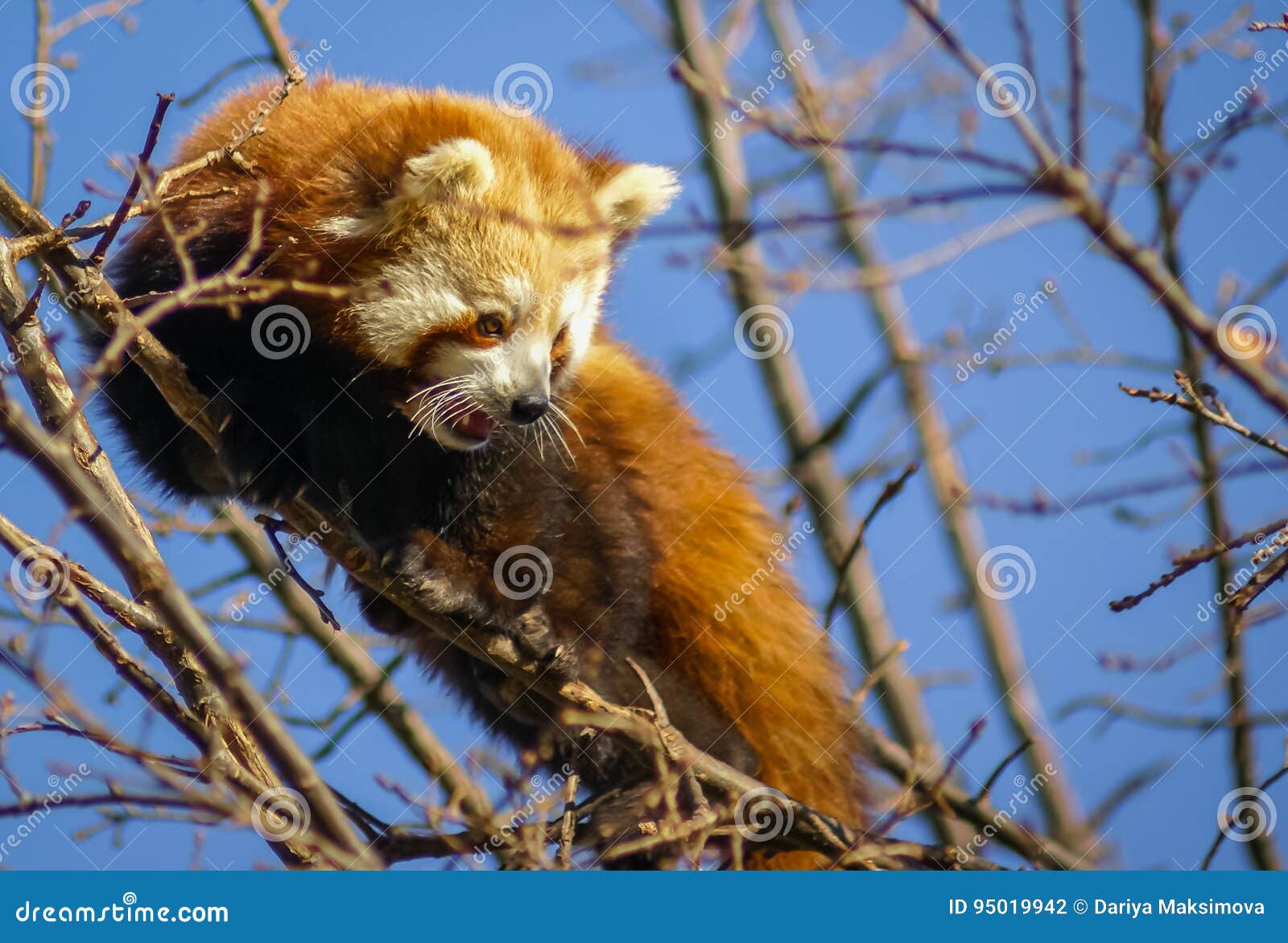 Portrait of Red Panda, Also Called Lesser Panda Stock Photo - Image of ...