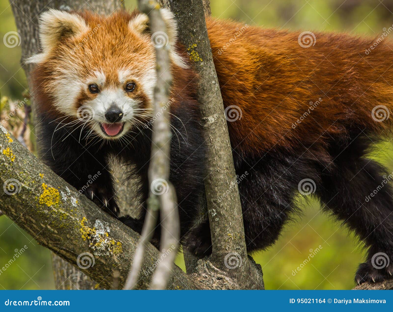 Portrait of Red Panda, Also Called Lesser Panda Stock Photo - Image of ...
